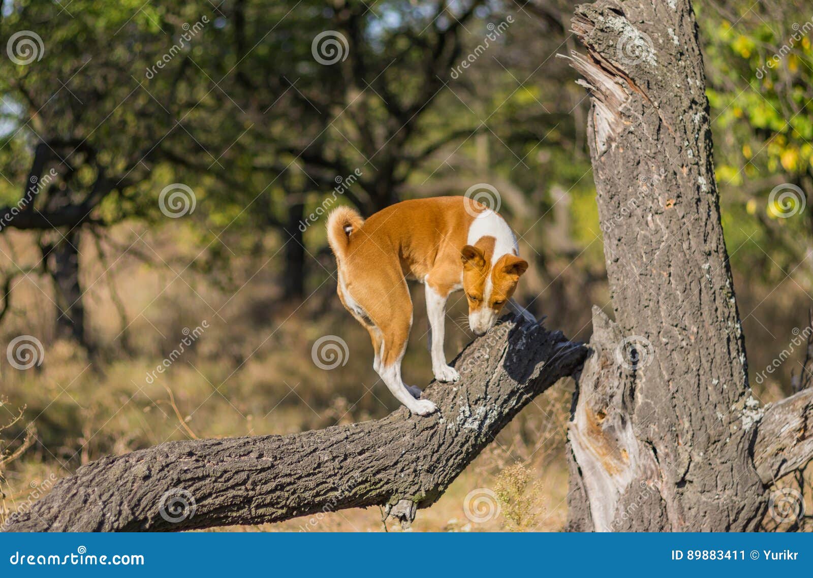 Wild Basenji Dog Climbs Nearest Tree Stock Image - Image of autumn ...