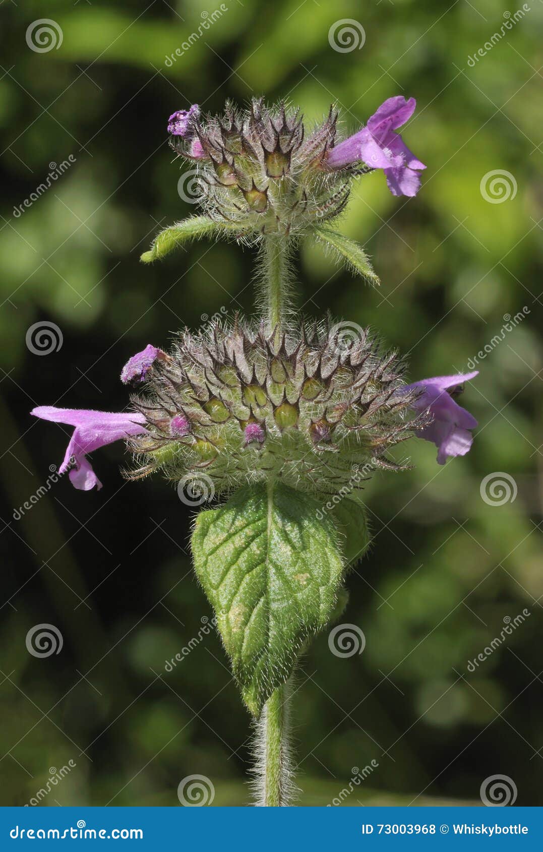 Wild Basil stock photo. Image of wildflower, grassland - 73003968