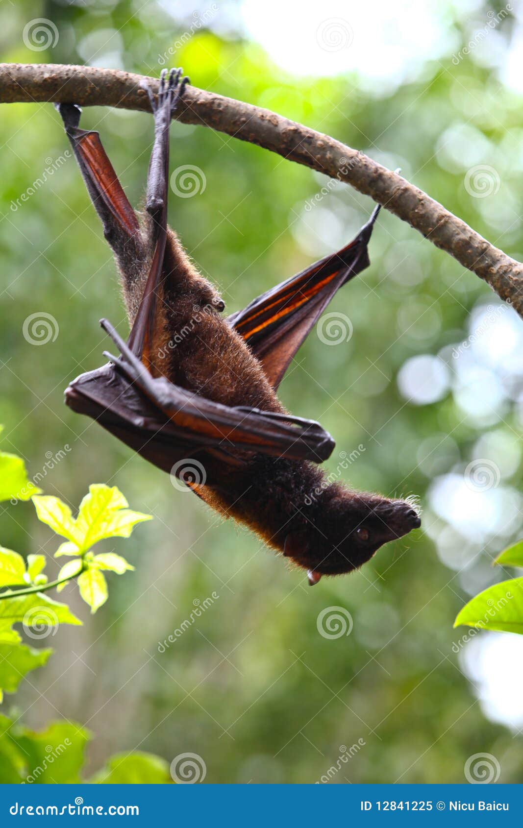 Wild bat stock image. Image of silhouette, wings, nocturnal - 12841225