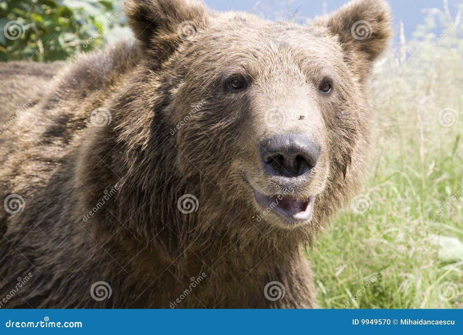 Wild Bear in the Forest stock photo. Image of bear, beauty - 9949570
