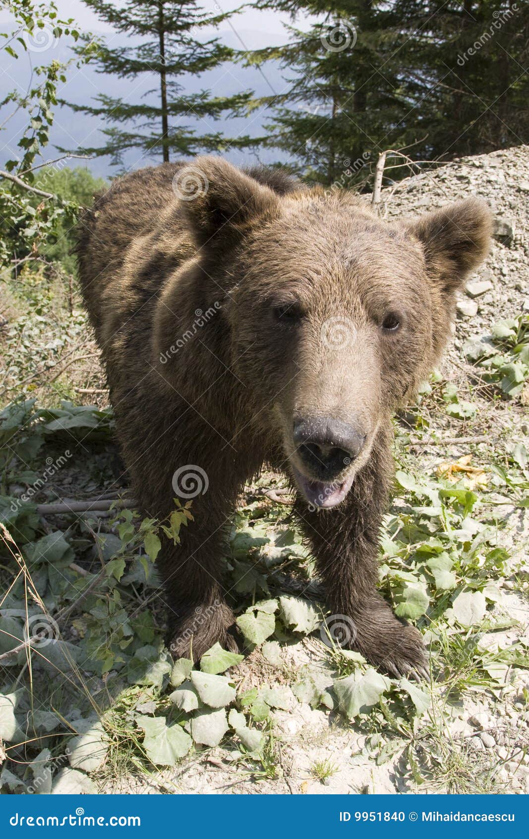 Wild Bear in the Forest stock photo. Image of majestic - 9951840