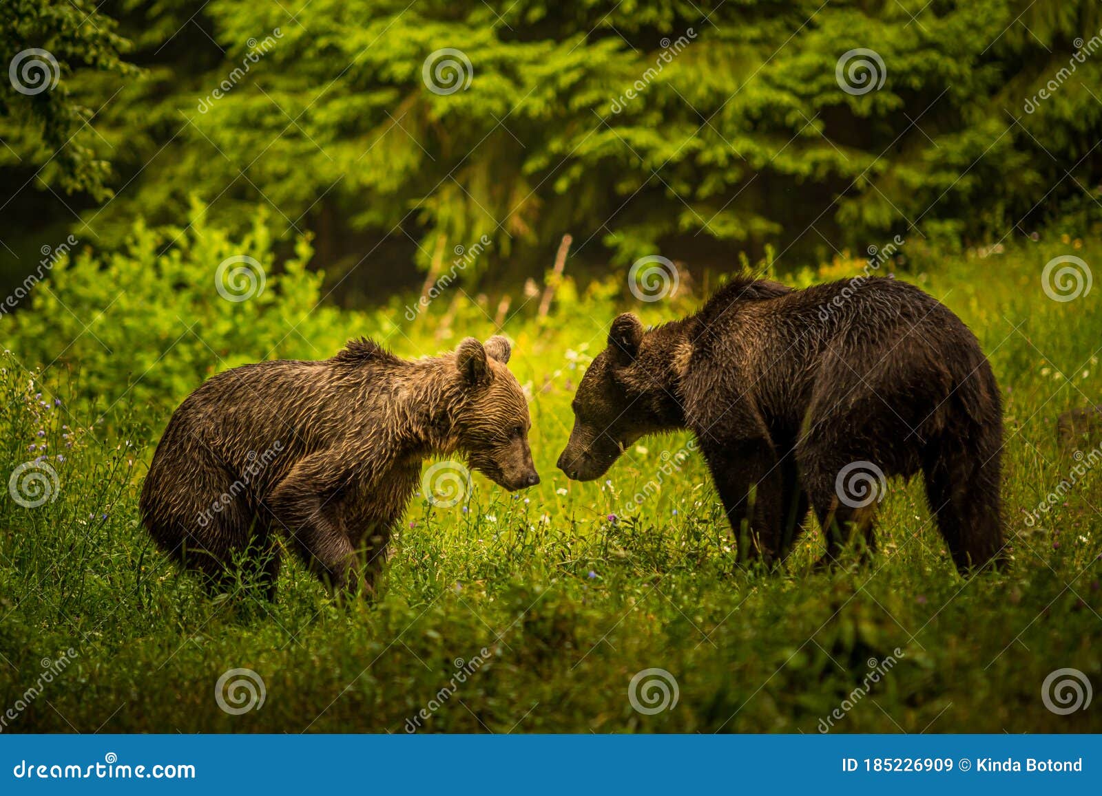 Wild Bears in the Pine Forest Stock Image - Image of friends, hunting ...
