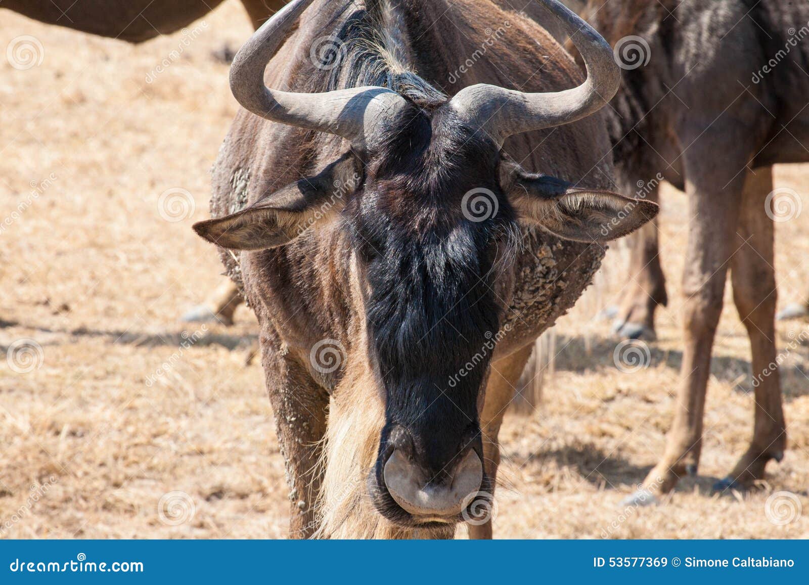 Wild beast stock image. Image of landscape, crowd, orange - 53577369