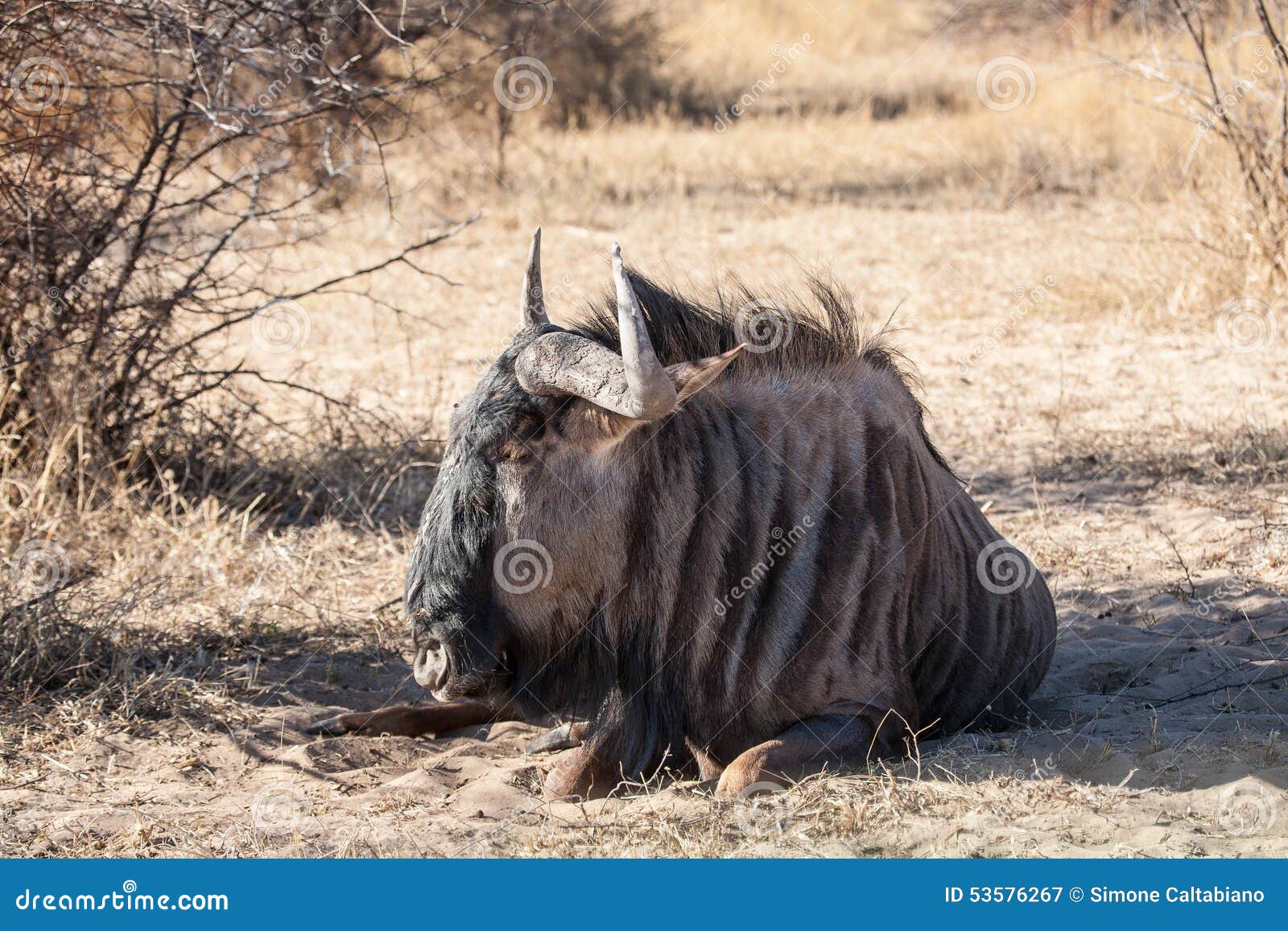 Wild beast stock image. Image of nature, brown, landscape - 53576267
