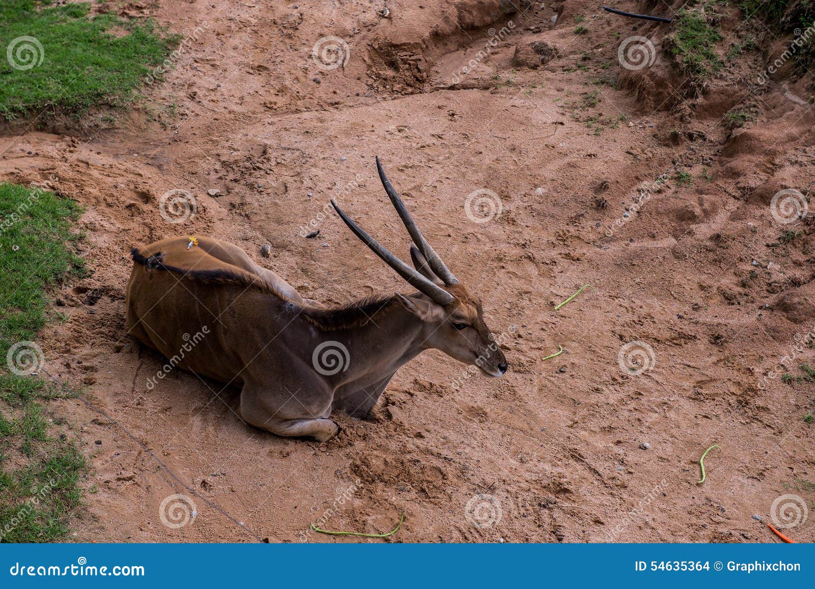 Wild Beast Stock Photography | CartoonDealer.com #54635486