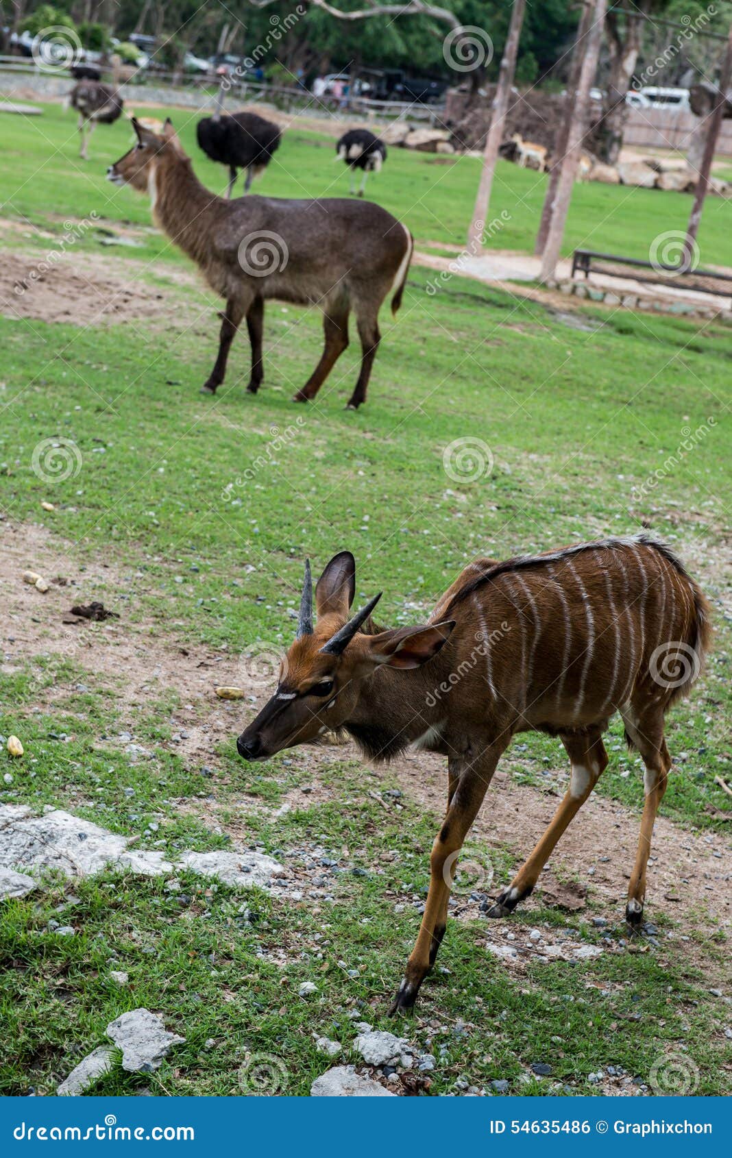 Wild beast stock photo. Image of animal, park, outdoor - 54635486