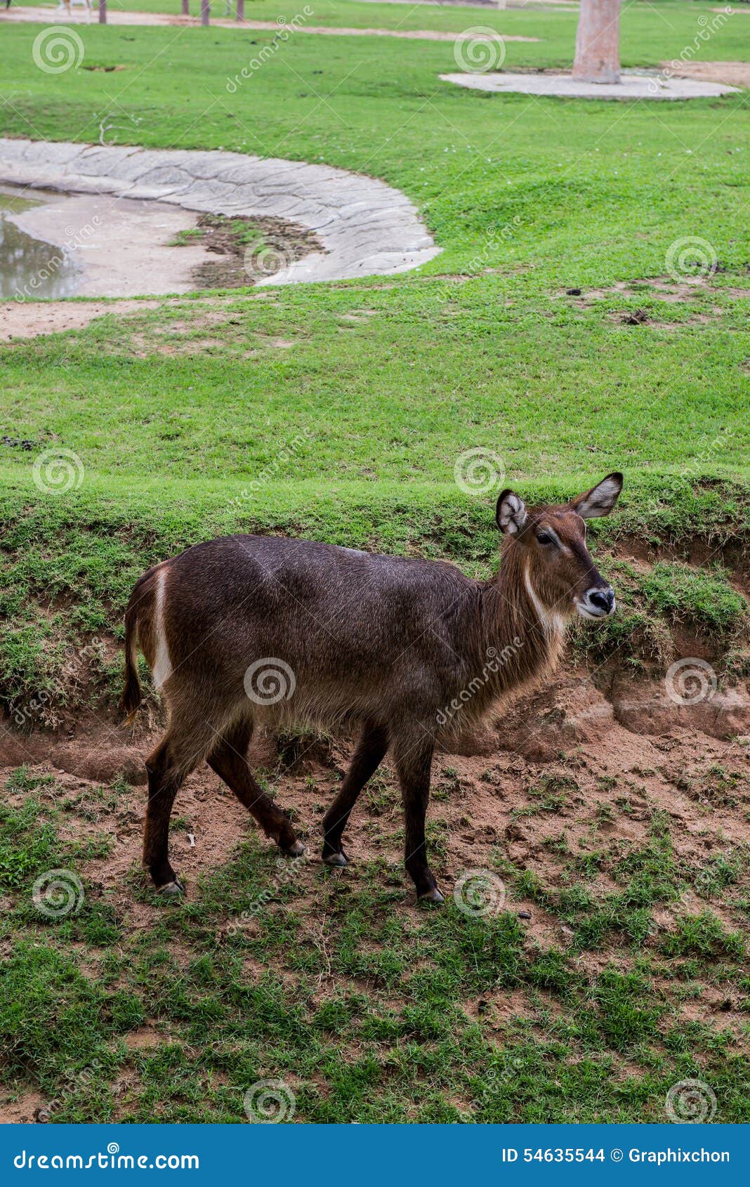 Wild beast stock photo. Image of trip, park, lovely, tree - 54635544