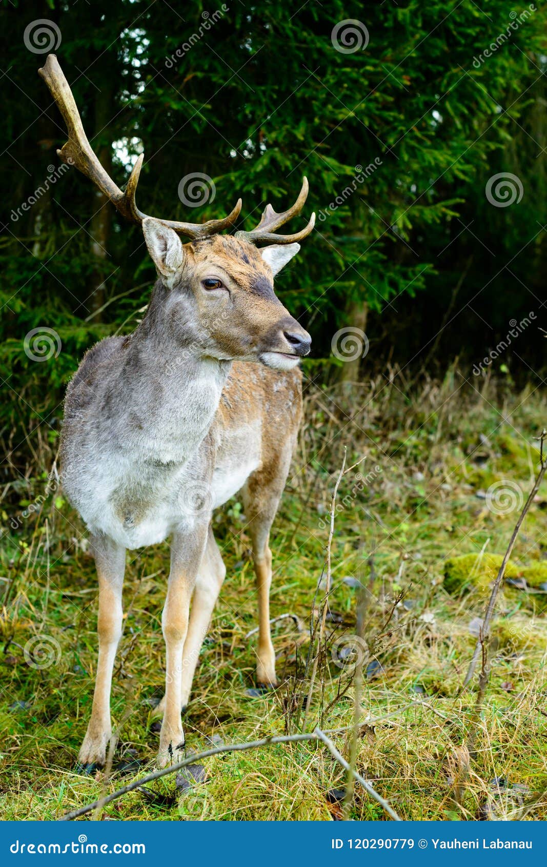 Wild Beautiful Deer Standing at the Forest Stock Image - Image of male ...