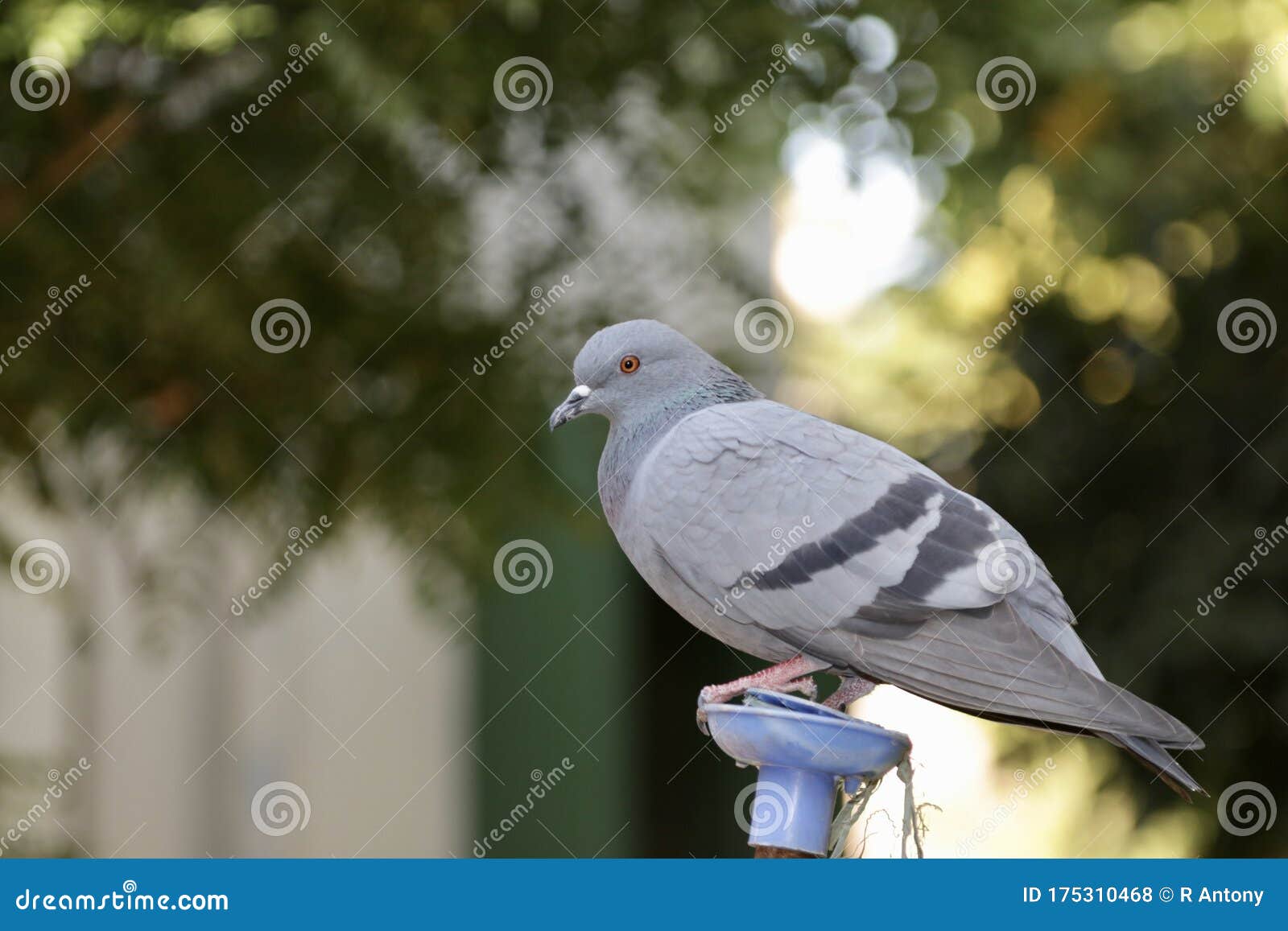 A Closeup View of a Wild Pigeon Stock Photo - Image of beautiful ...