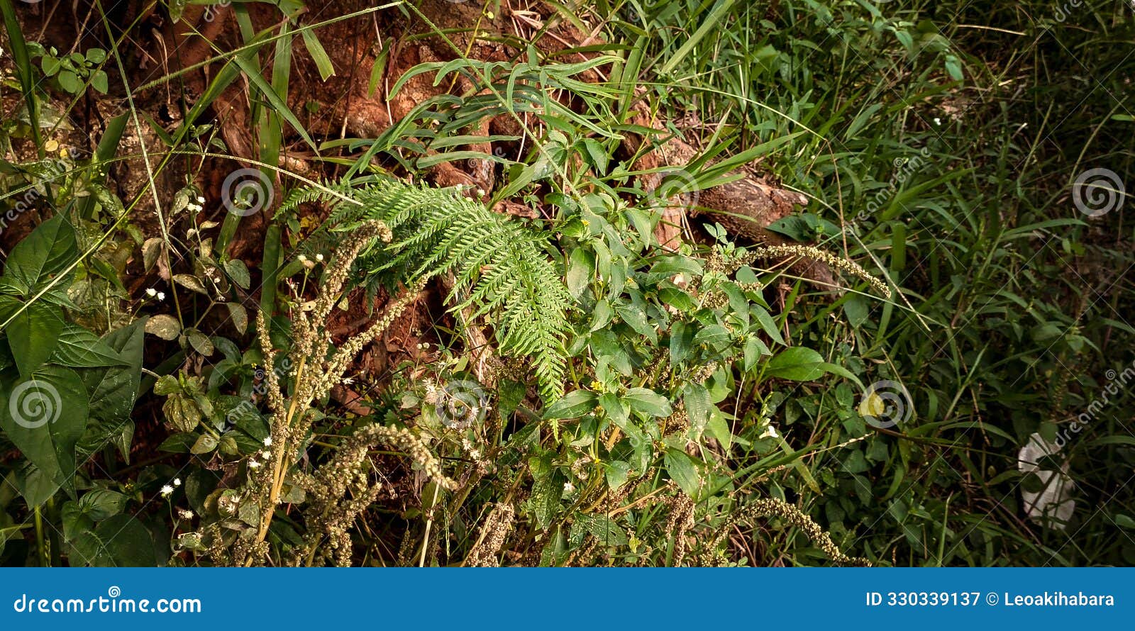 Beautiful Plants Of Cotyledon Orbiculata In Nursery Garden Pot Commonly ...