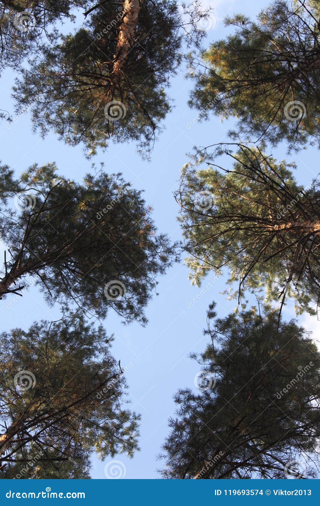Crown of the pine trees stock photo. Image of environment - 119693574