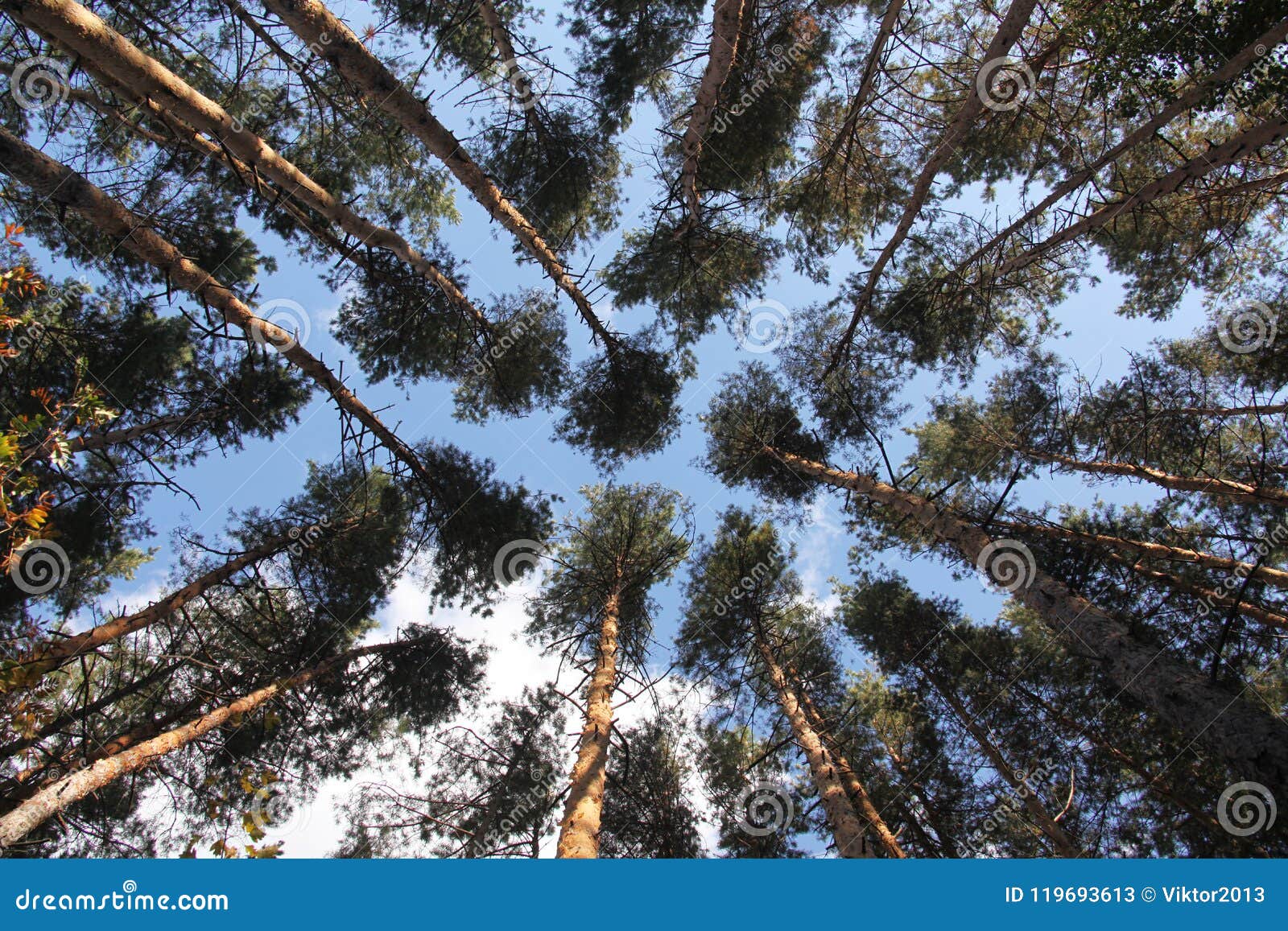 Crown of the pine trees stock image. Image of stems - 119693613