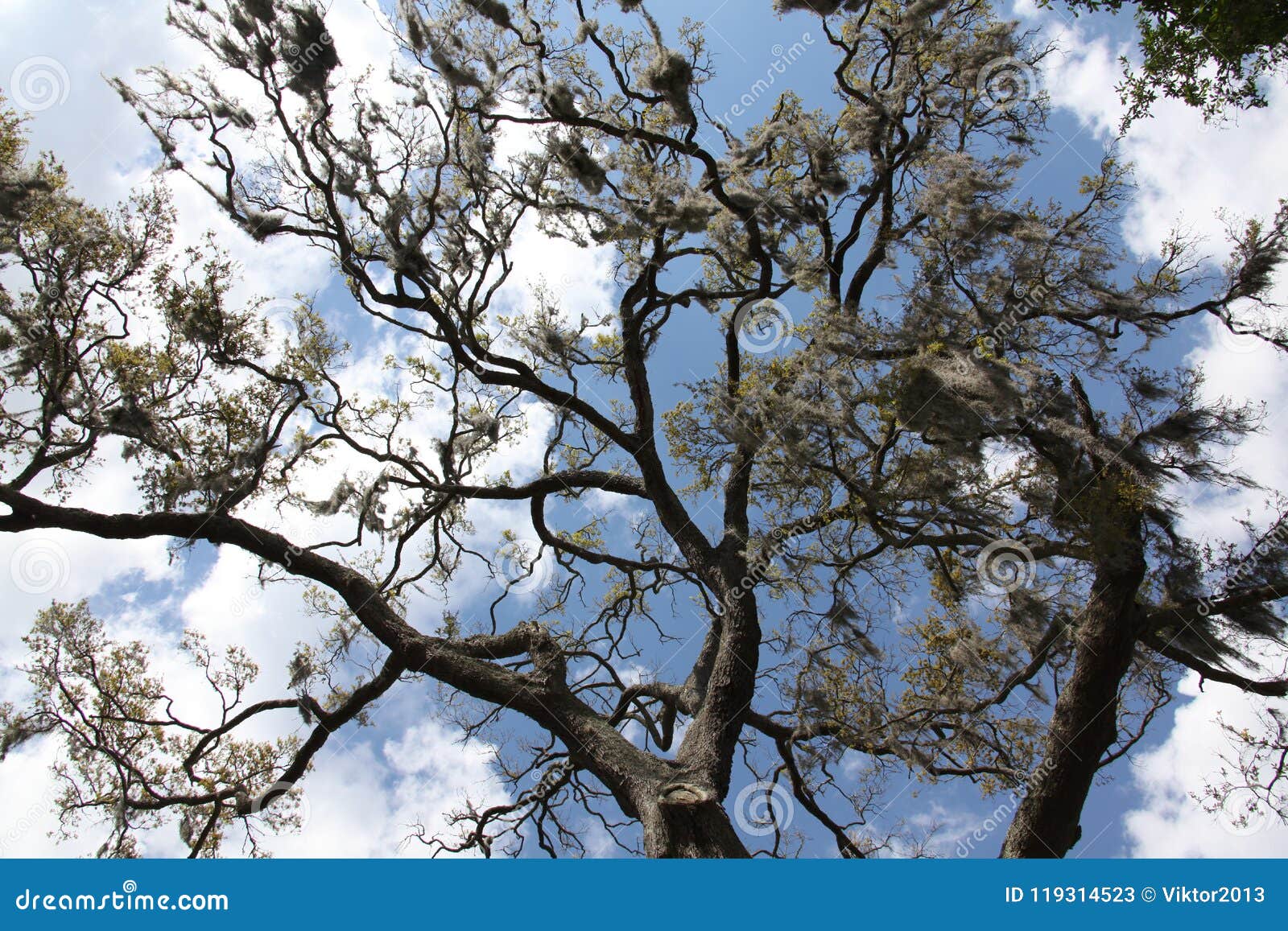 Crown of the trees stock image. Image of landscape, environment - 119314523