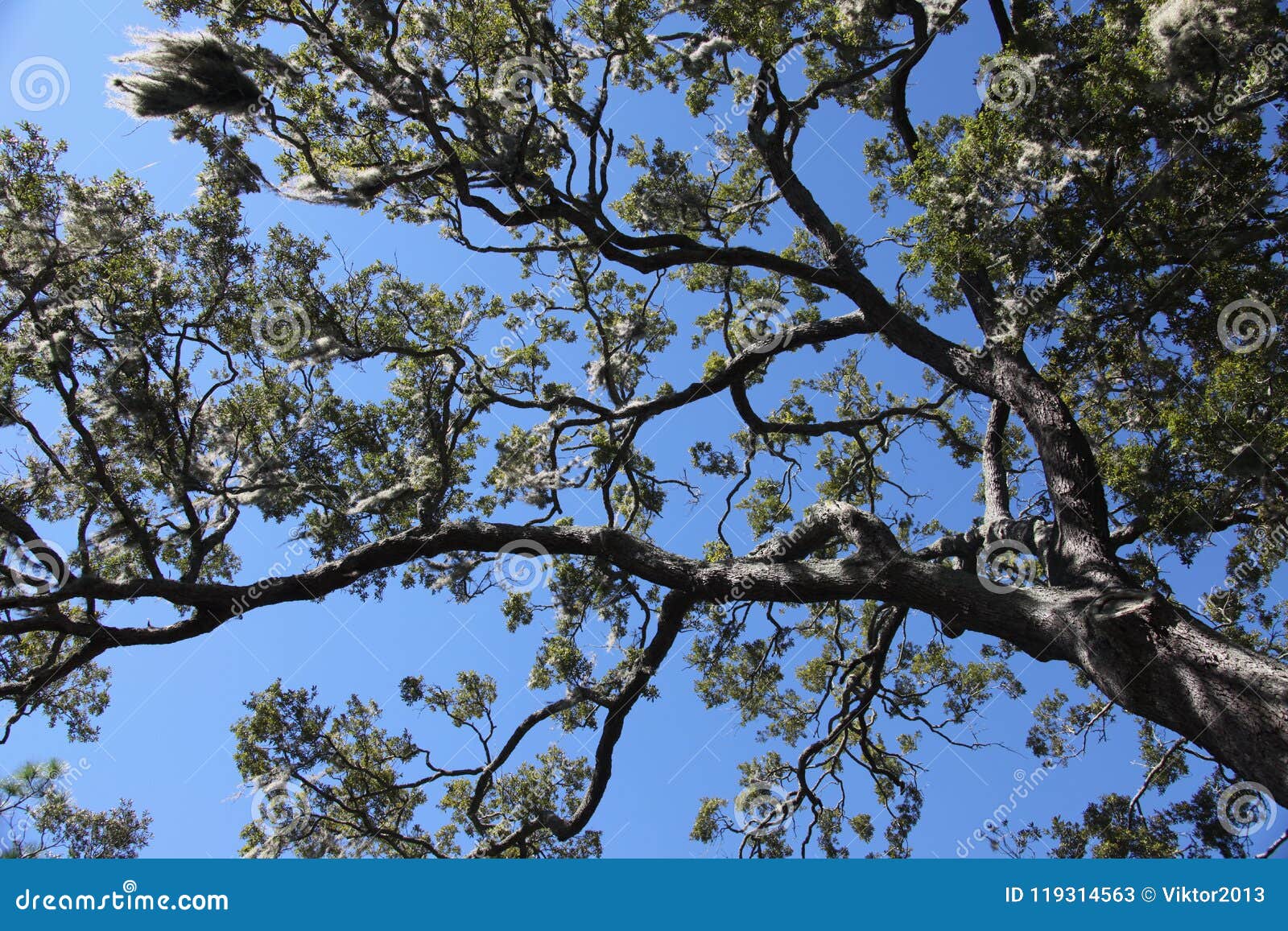 Crown of the trees stock image. Image of beautiful, environment - 119314563