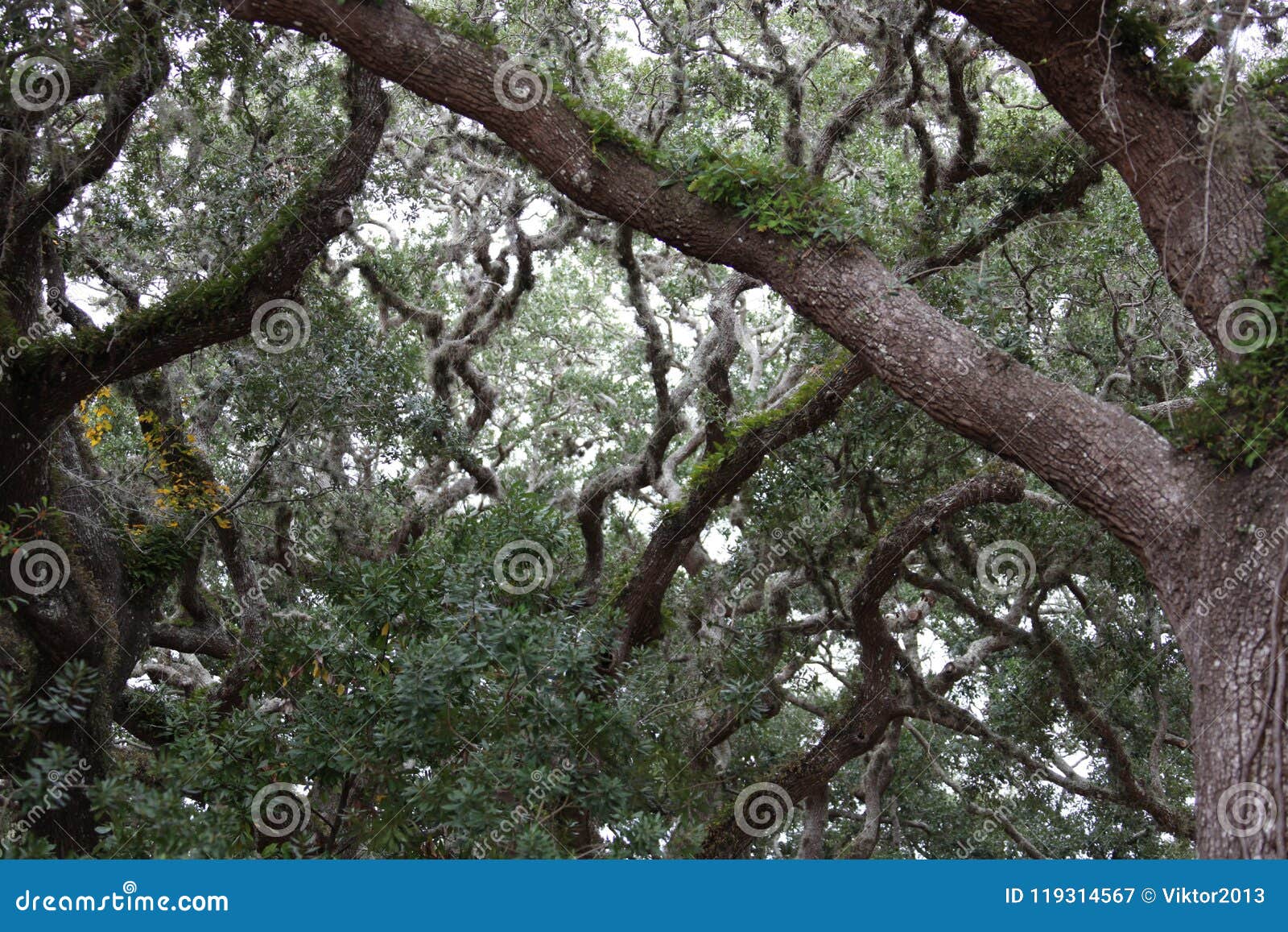 Crown of the trees stock image. Image of botany, daytime - 119314567