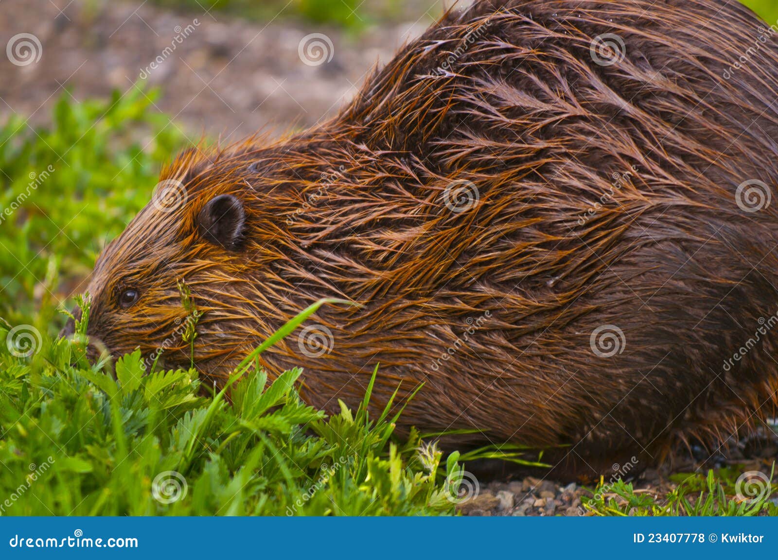 Wild Beaver stock photo. Image of water, mammal, wild - 23407778