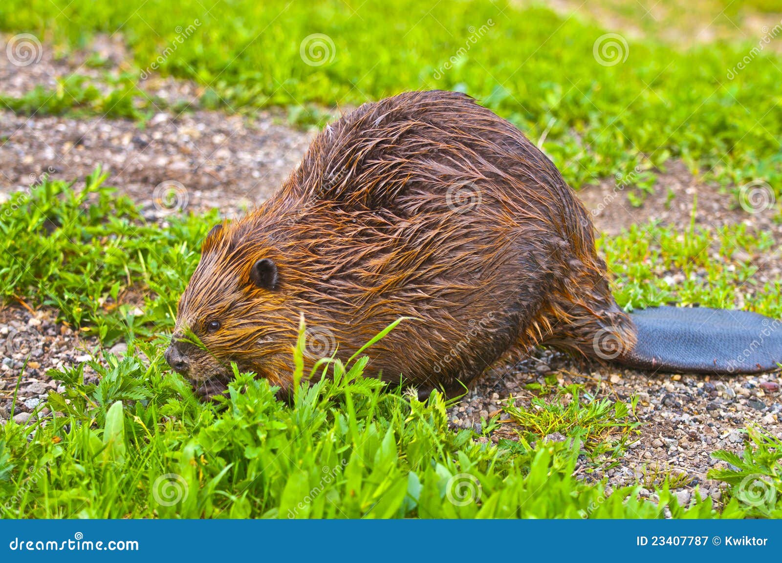 Wild Beaver stock image. Image of nutria, nature, vertebrate - 23407787