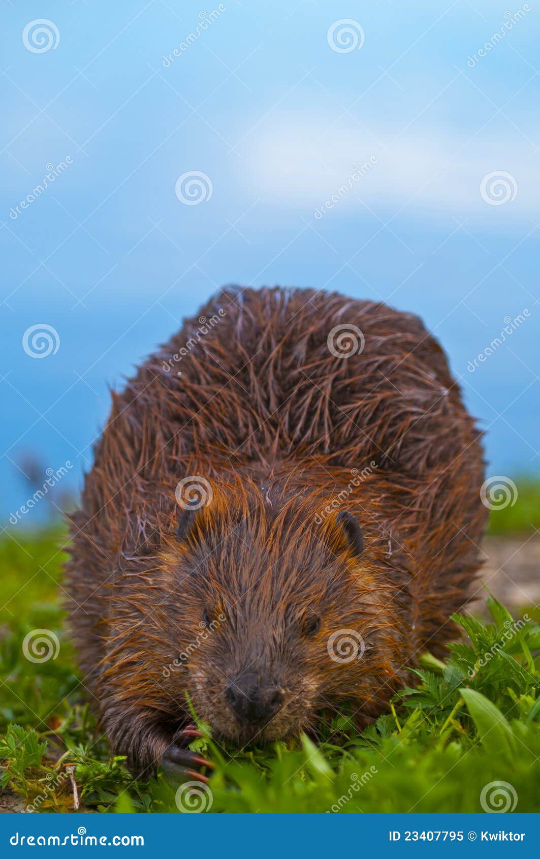 Wild Beaver stock image. Image of animal, vertebrate - 23407795