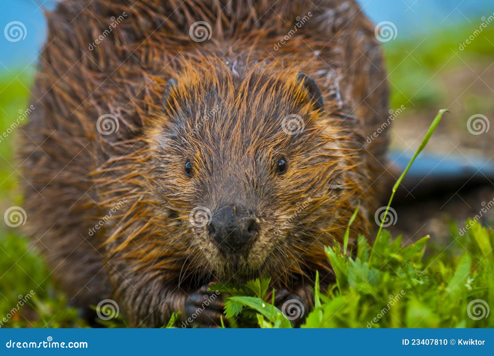 Wild Beaver stock photo. Image of mammal, nutria, water - 23407810