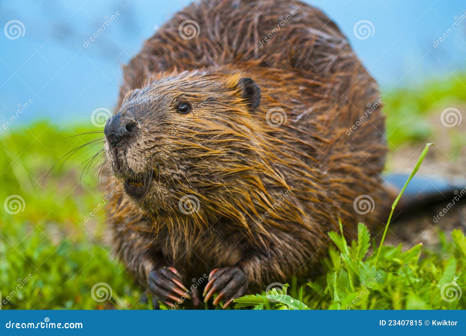 Wild Beaver stock image. Image of wild, green, brown - 23407815