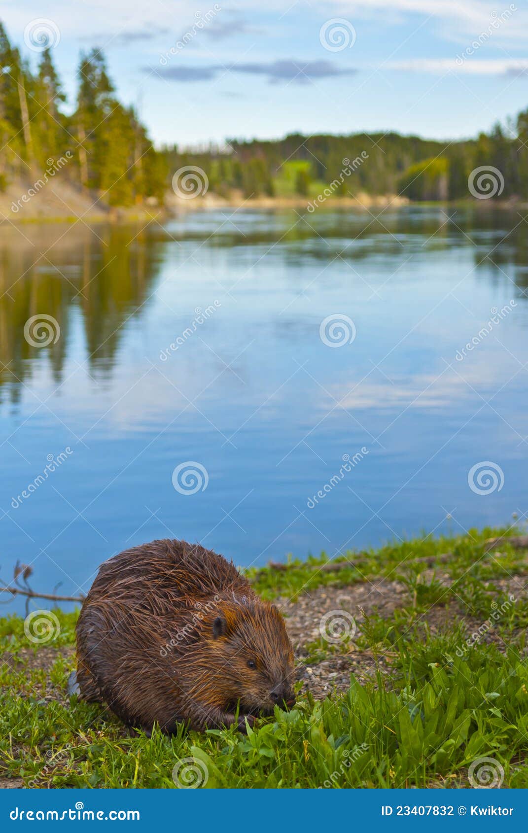 Wild Beaver stock photo. Image of wild, pond, wildlife - 23407832