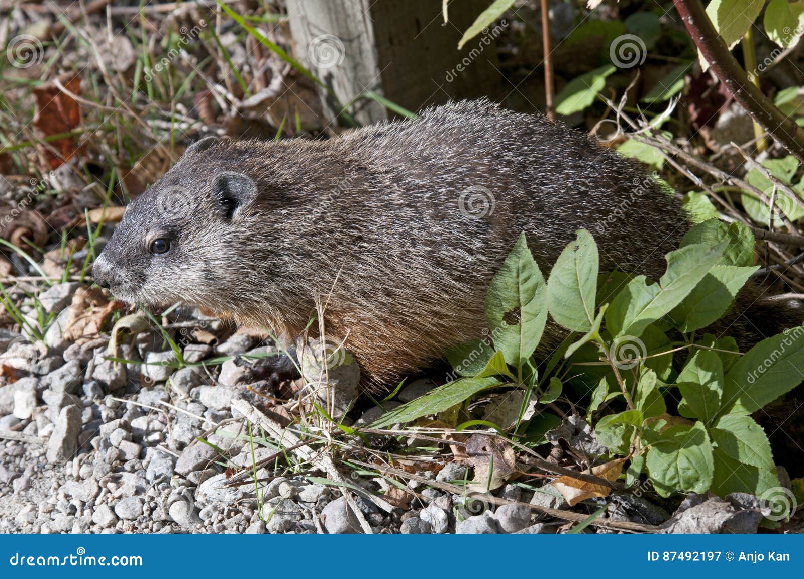 Wild beaver stock image. Image of river, brown, grand - 87492197