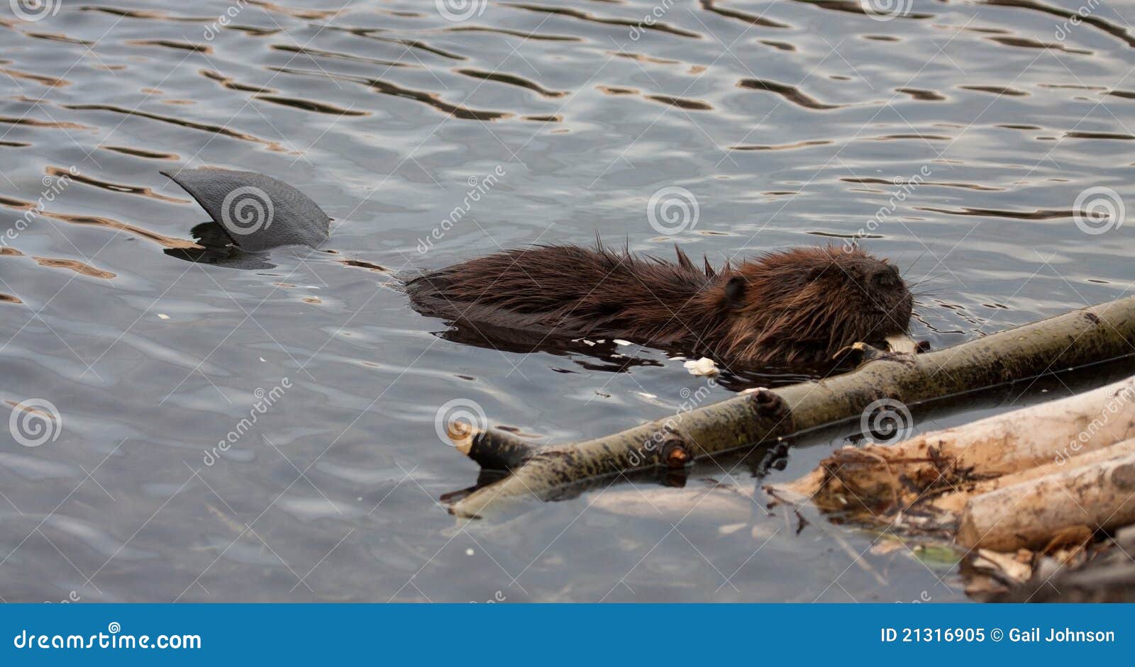 Wild beavers stock image. Image of denali, mammal, beaver - 21316905