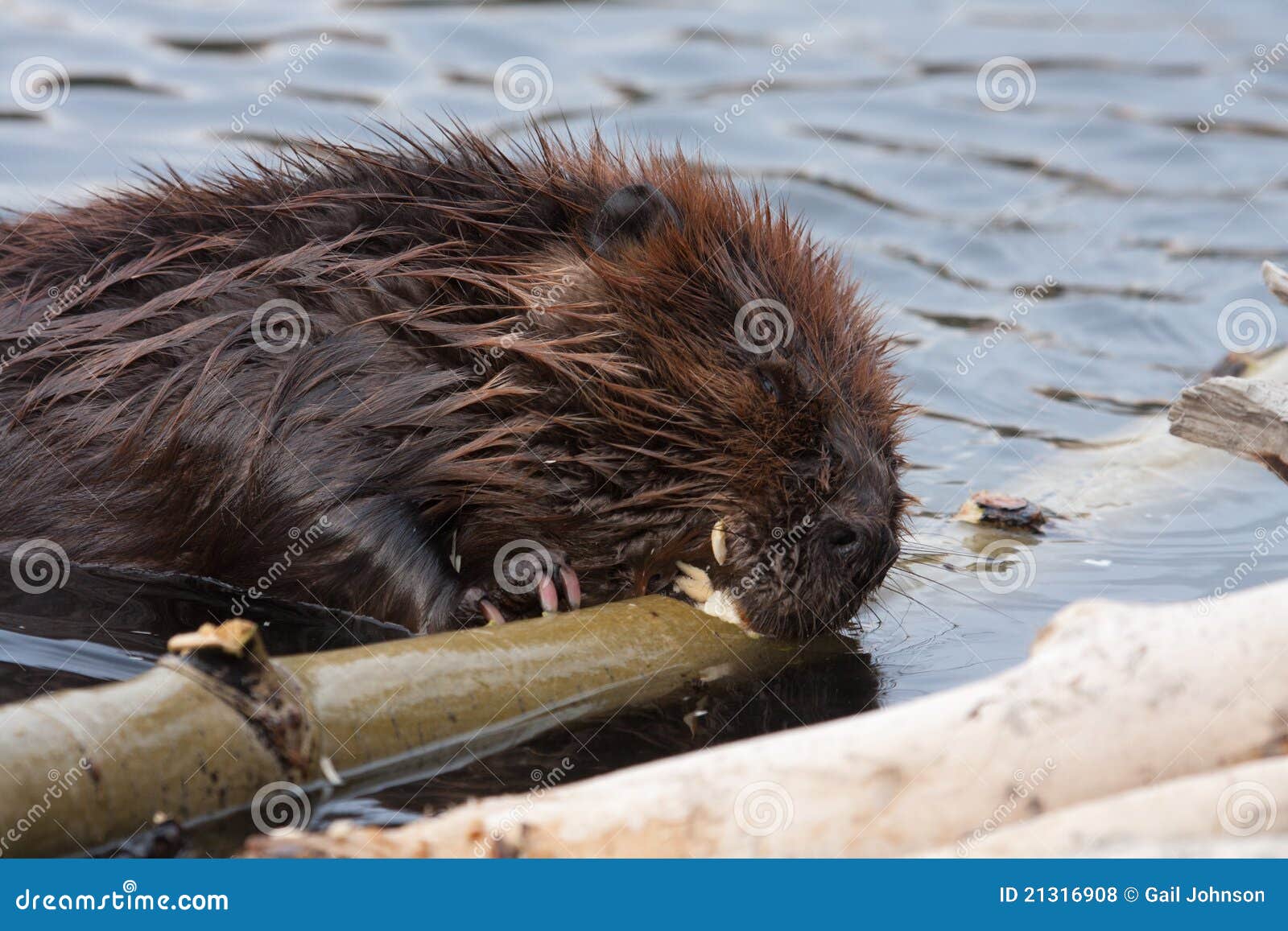 Wild beavers stock photo. Image of tree, denali, park - 21316908