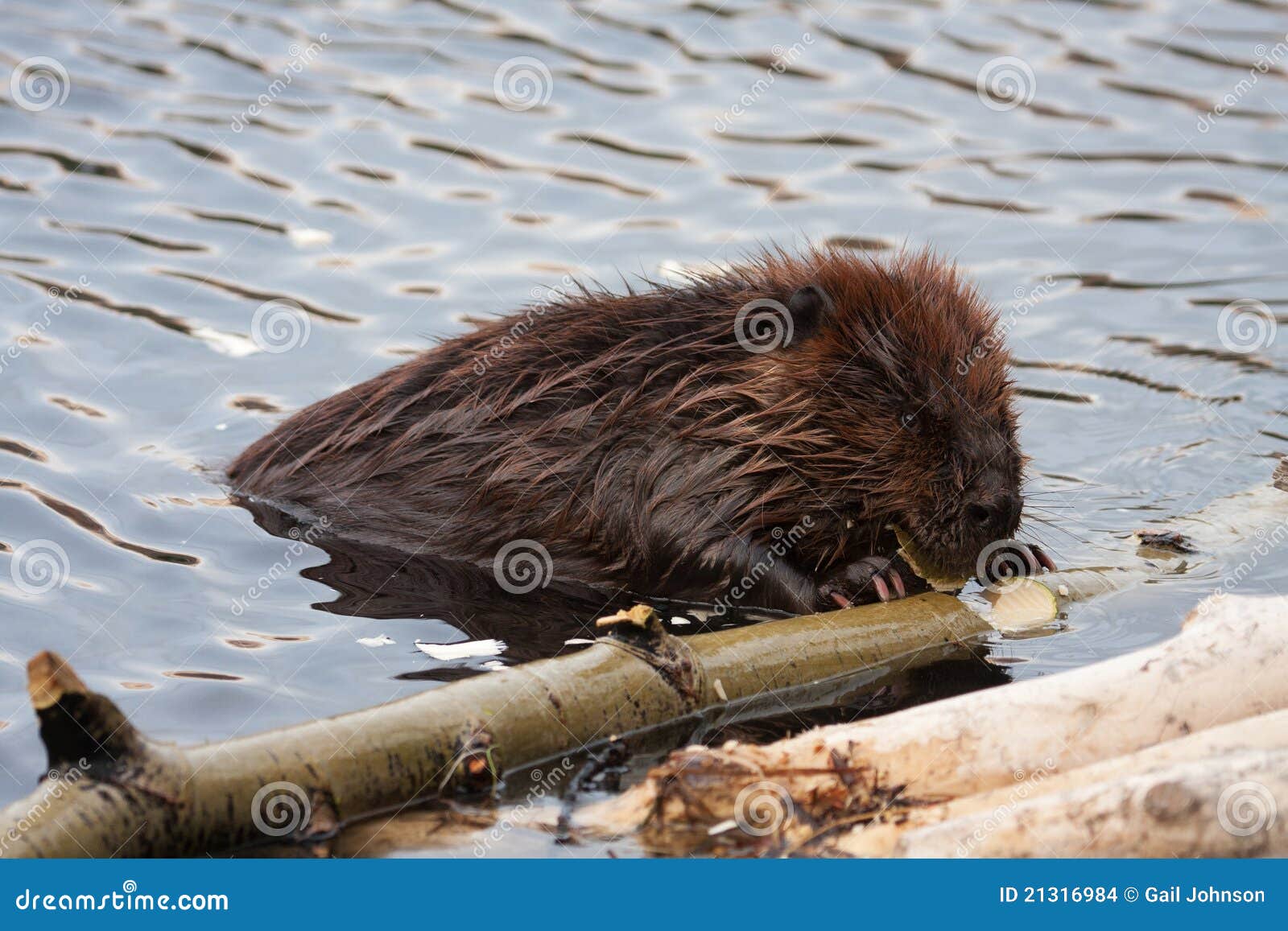 Wild beavers stock photo. Image of mammal, park, alaska - 21316984