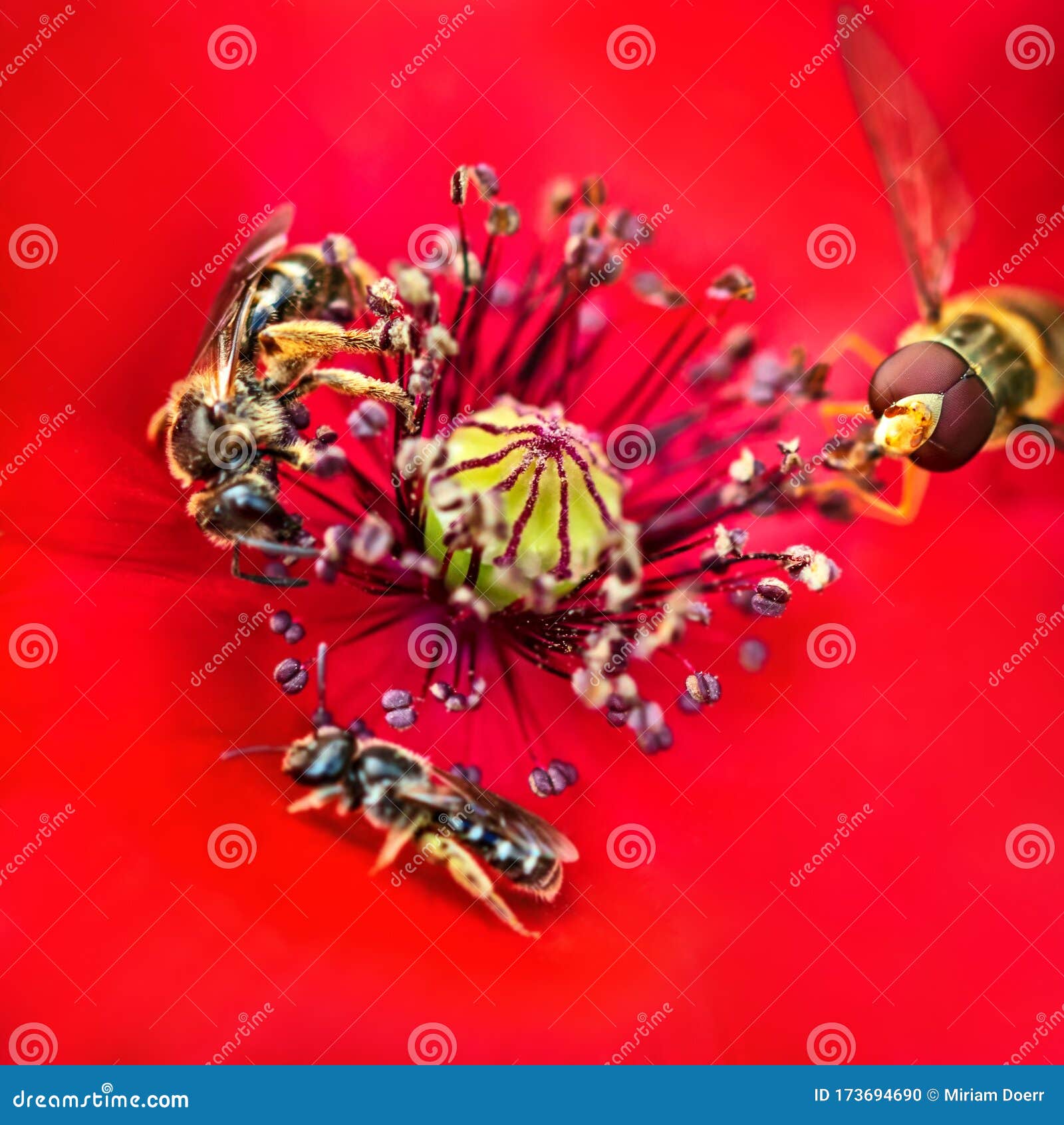 Wild Bee, Hover Fly and Honeybee Drinking Nectar on a Red Flower ...