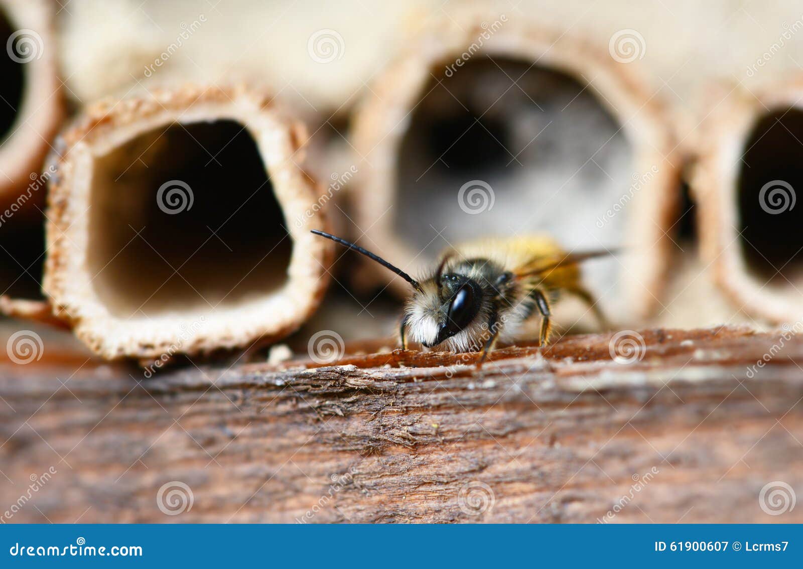 Wild bee in insect shelter stock image. Image of animal - 61900607