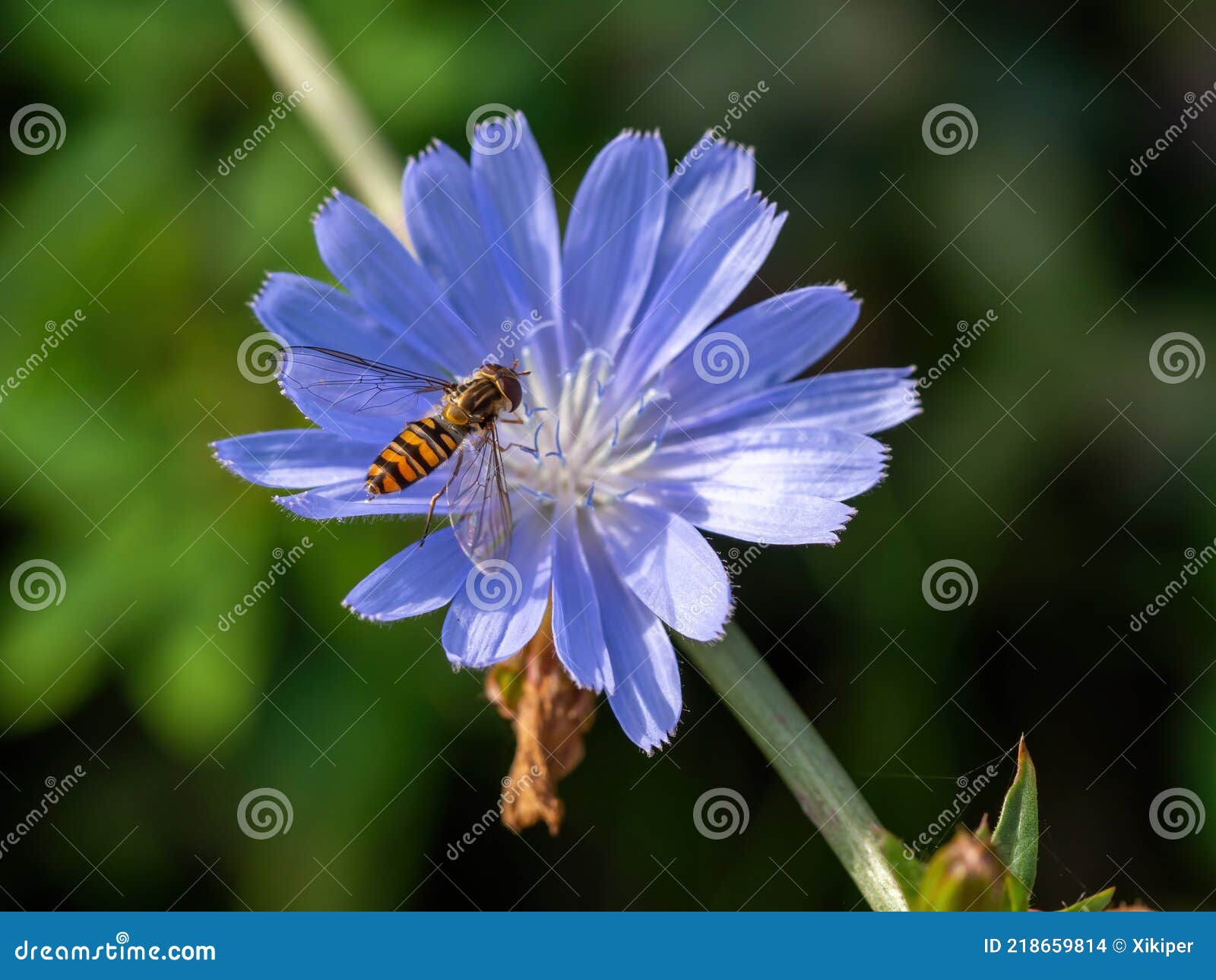 Wild Bee Land on Blue Flower Stock Photo - Image of chicory, plant ...