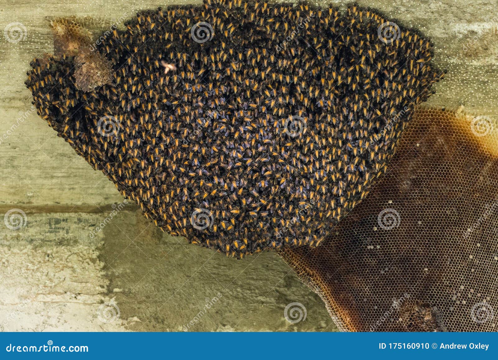 Wild Bee Nest and Honeycomb Hanging Under Bridge in Kerala Stock Photo ...