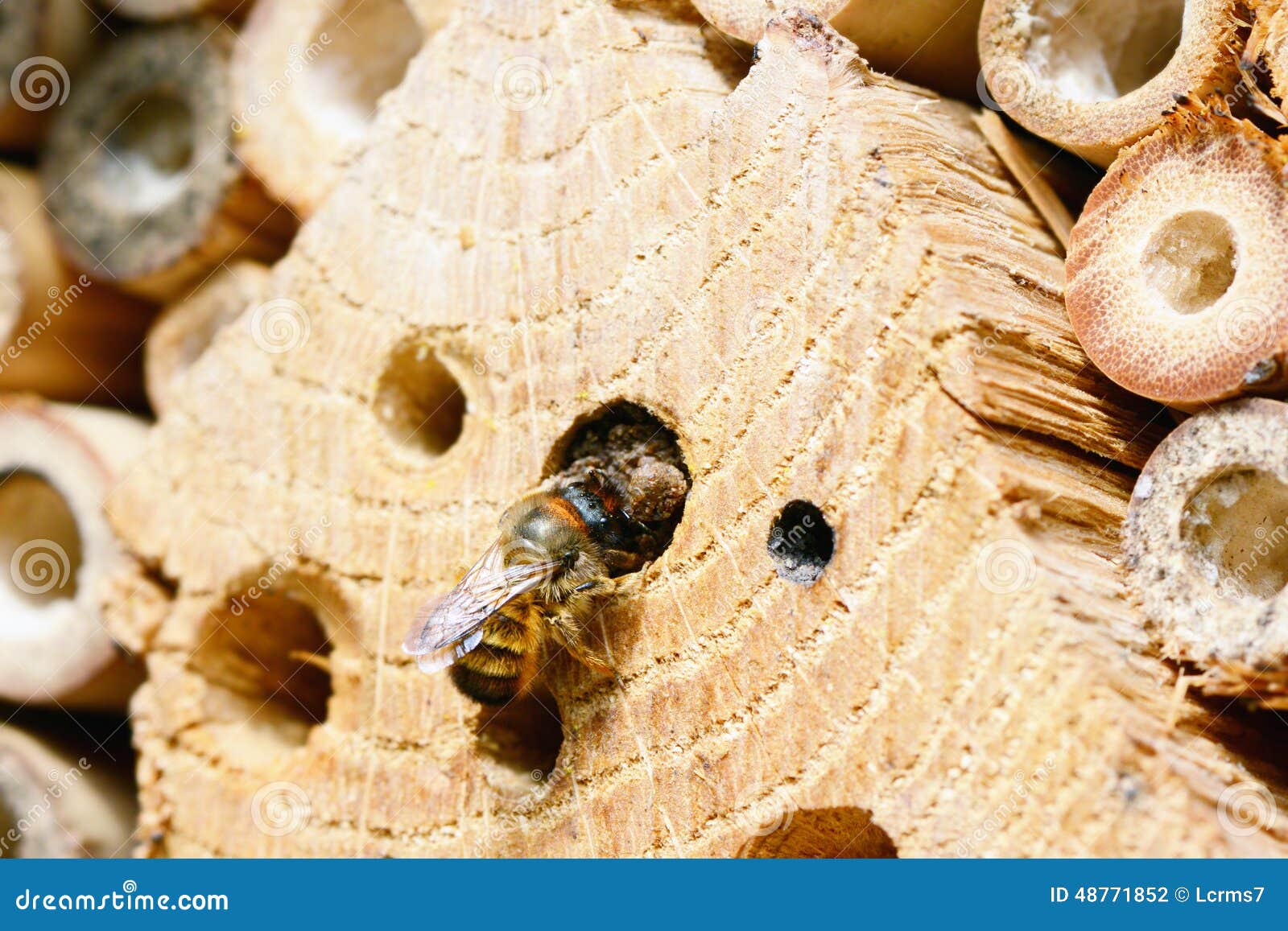 Wild Bee Nest at Insect Shelter Stock Photo - Image of solitary, apiary ...