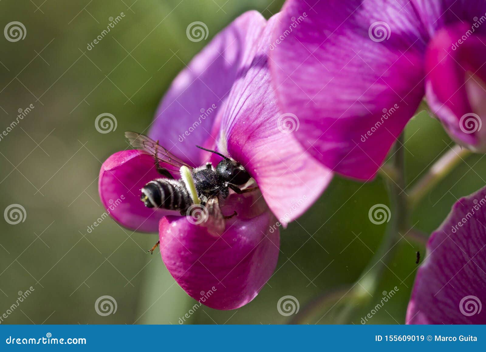 Wild bee on pea flower stock image. Image of flower - 155609019