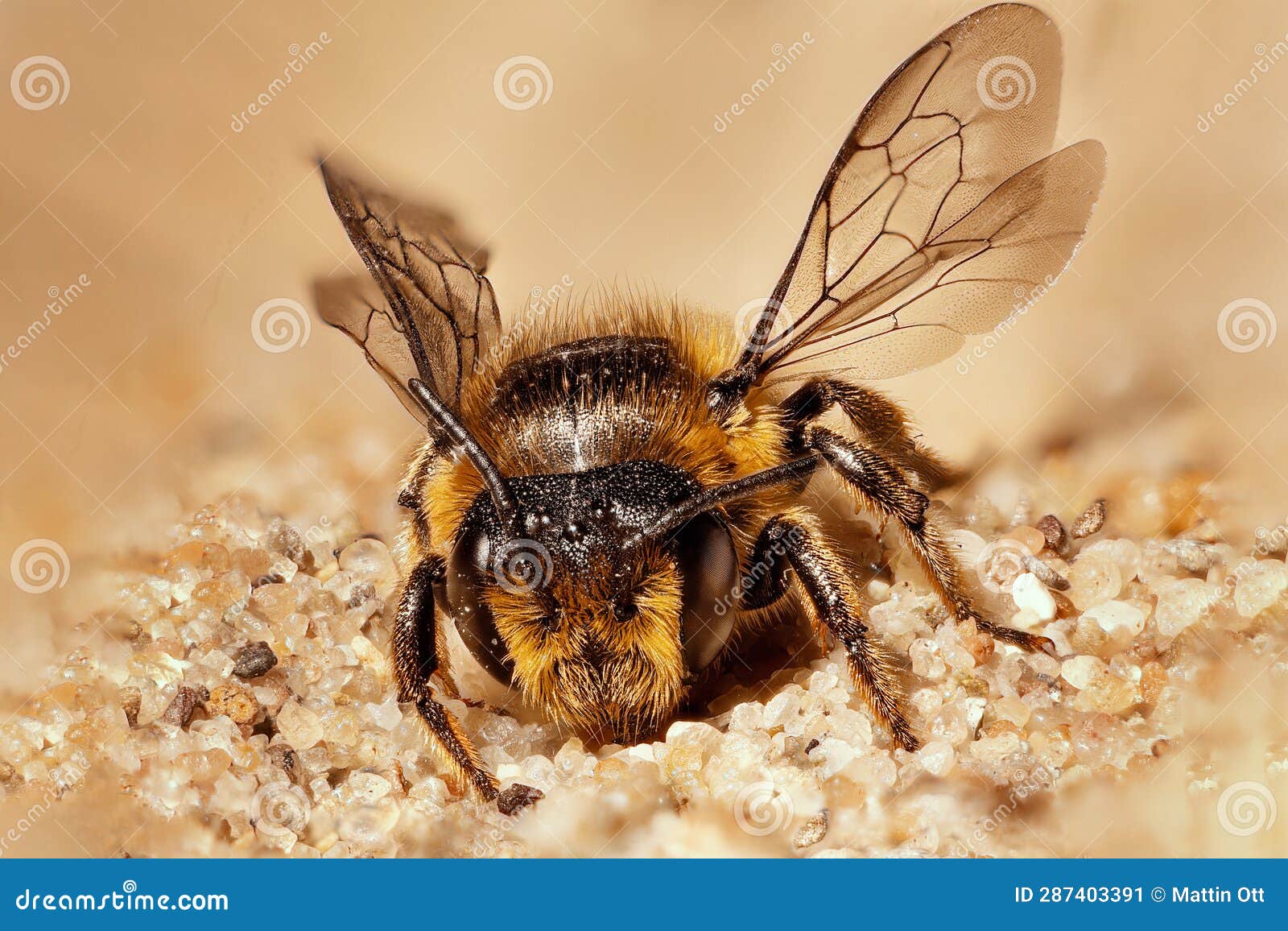Wild Bee Sitting in Sand with Wings High and Head To Camera Stock Image ...