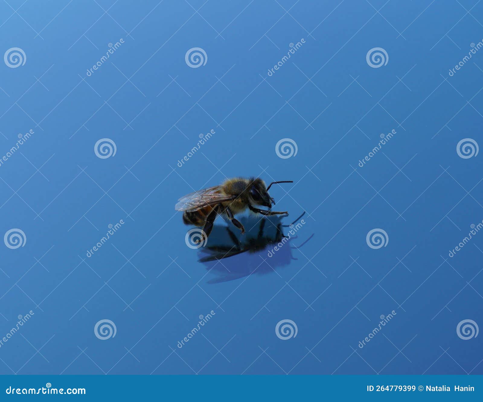 Wild Bee Sitting on a Windshield with Reflection Stock Image - Image of ...