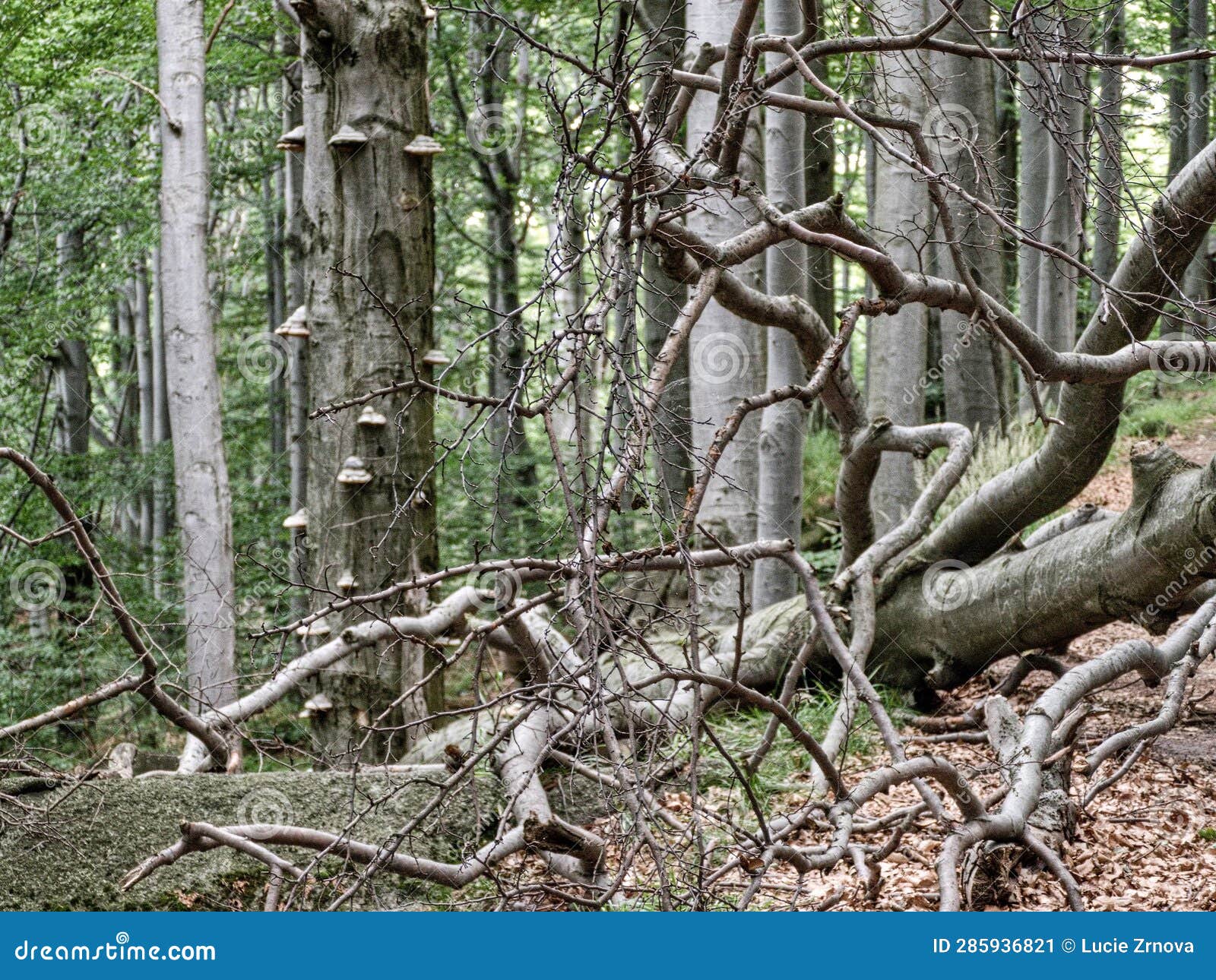 Wild Beech Tree Forest in Jizera Mountains Stock Image - Image of green, history: 285936821