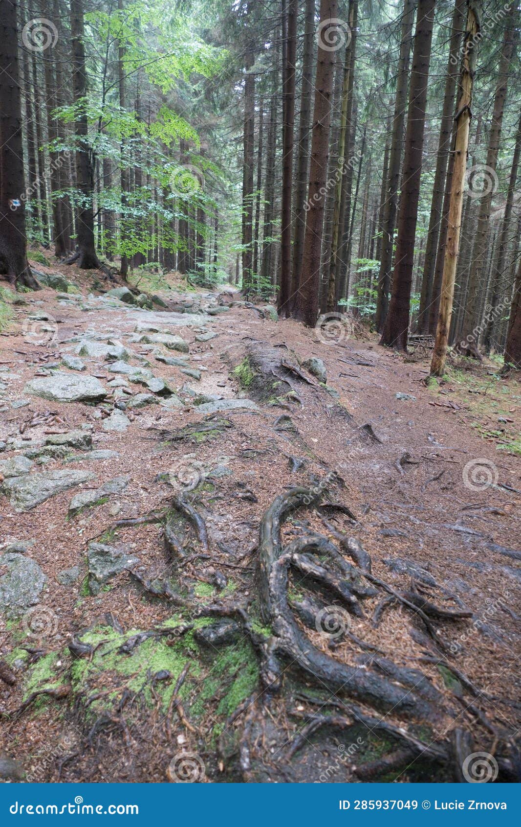 Wild Beech Tree Forest in Jizera Mountains Stock Image - Image of green, scotland: 285937049