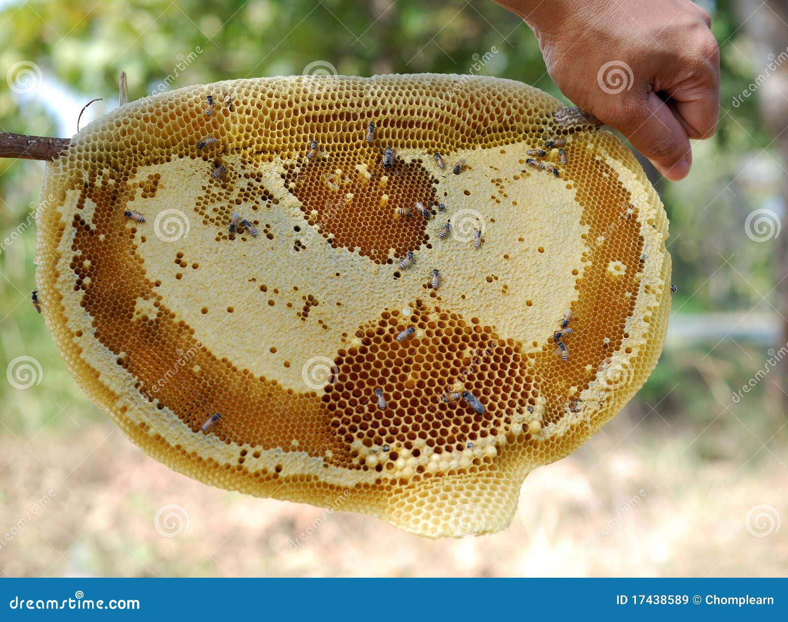 Wild Beehive. stock image. Image of honey, flying, colony - 17438589