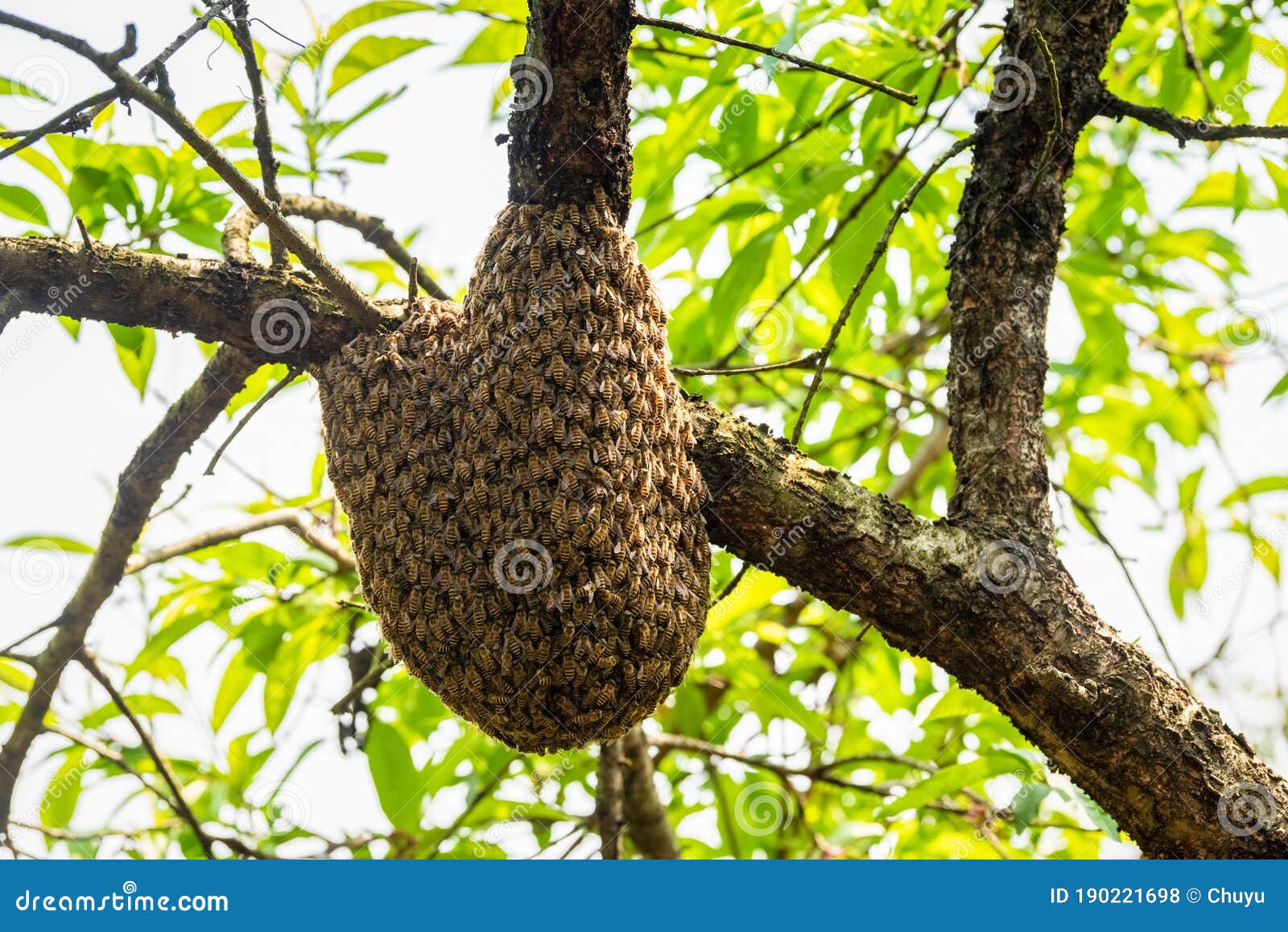 Wild Beehive Hanging On A Dead Tree Branch With Sun Shining Through Sun ...