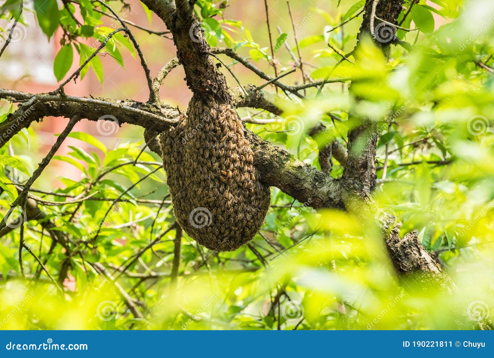 Wild Beehive Hanging On A Dead Tree Branch With Sun Shining Through Sun ...