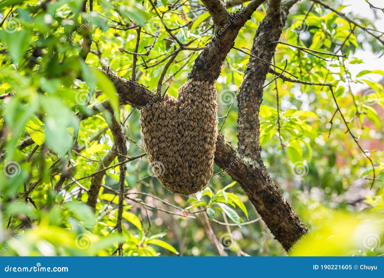 Wild beehive on tree stock image. Image of beekeeping - 190221605
