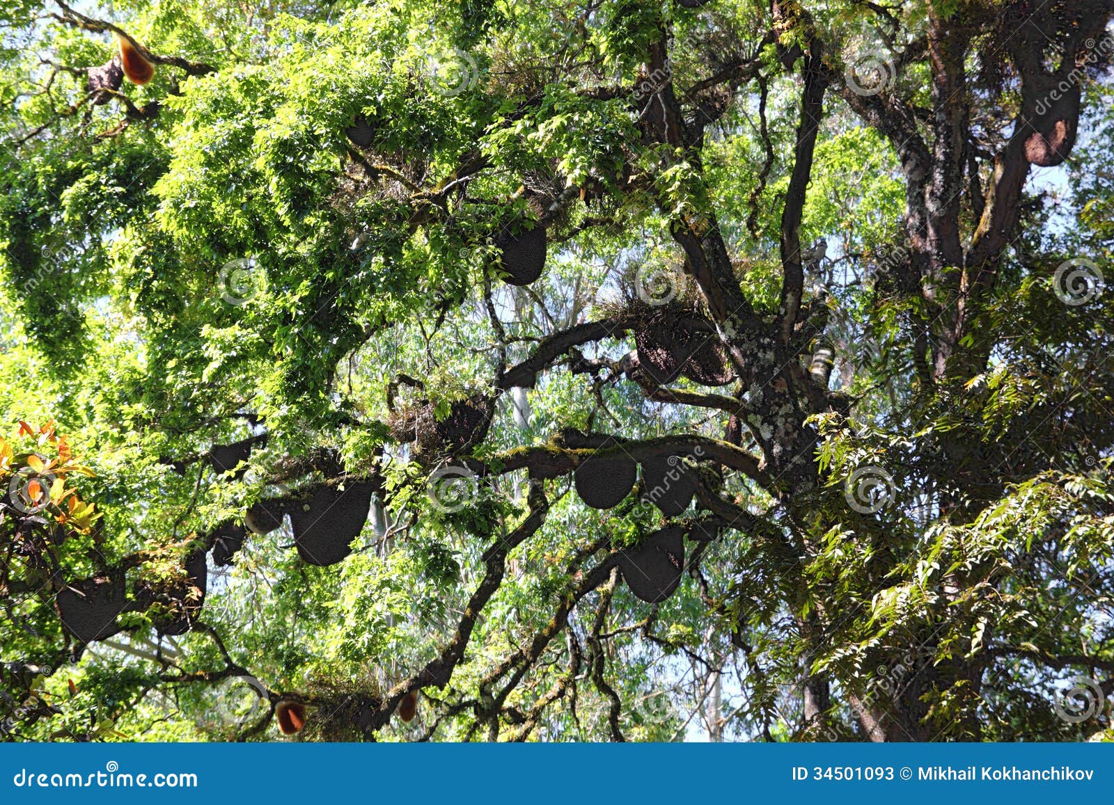 Wild bees beehive on tree stock image. Image of space - 34501093