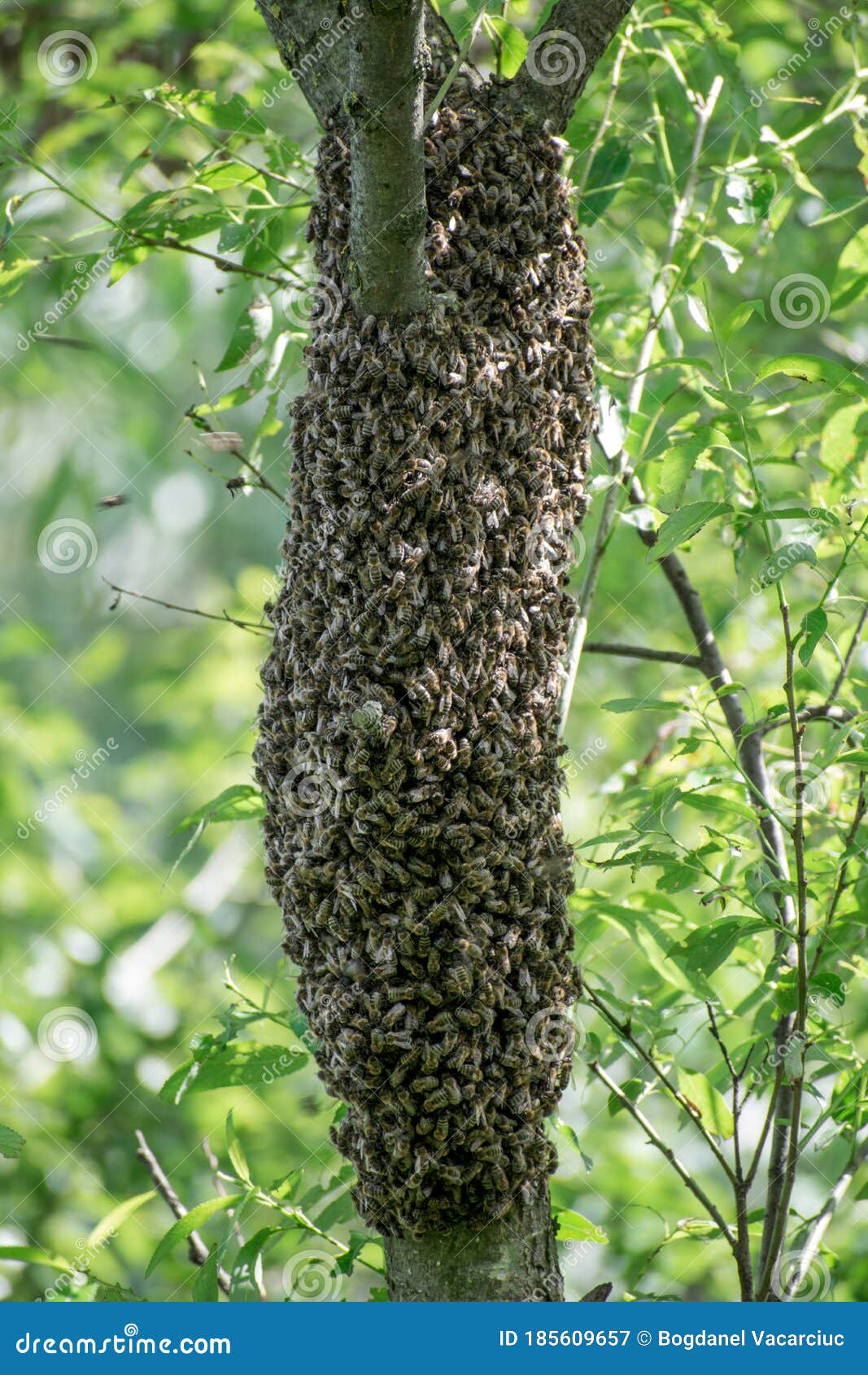 Wild Bees in the Forest. Hive Stock Image - Image of green, insect ...