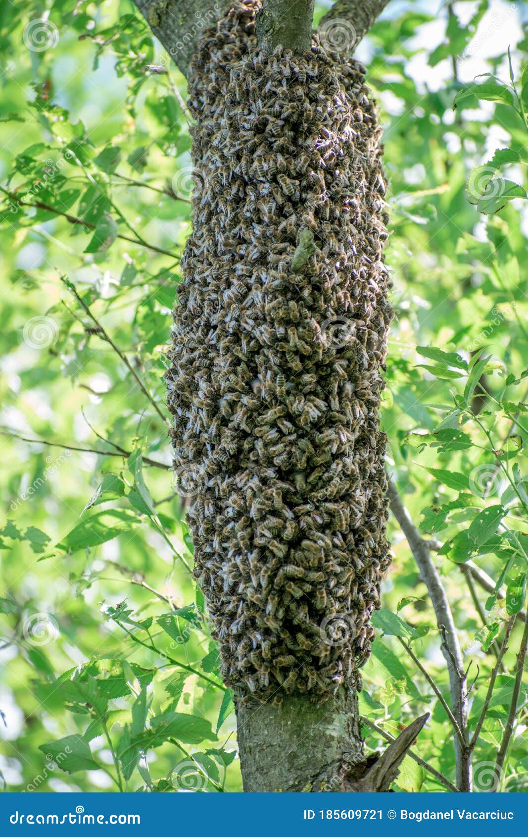 Wild Bees in the Forest. Hive Stock Image - Image of bunch, branch ...