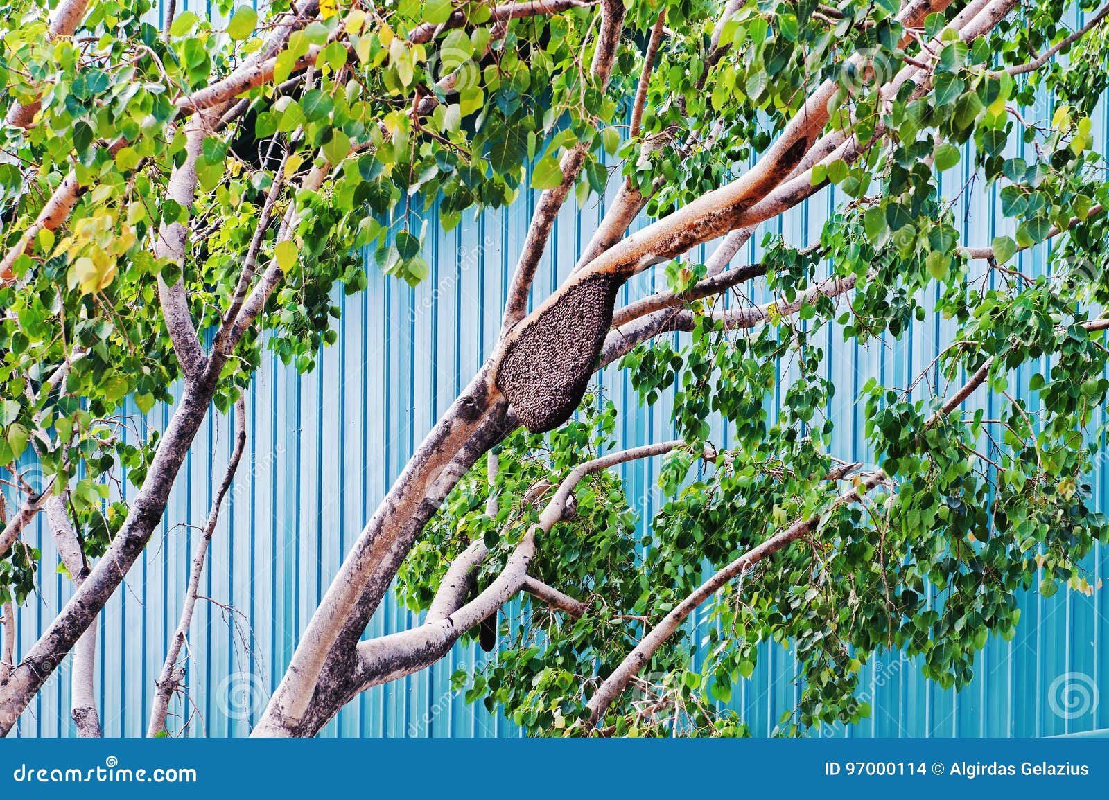 Wild Bees Nest on a Birch Trunk Stock Photo - Image of bees, green ...