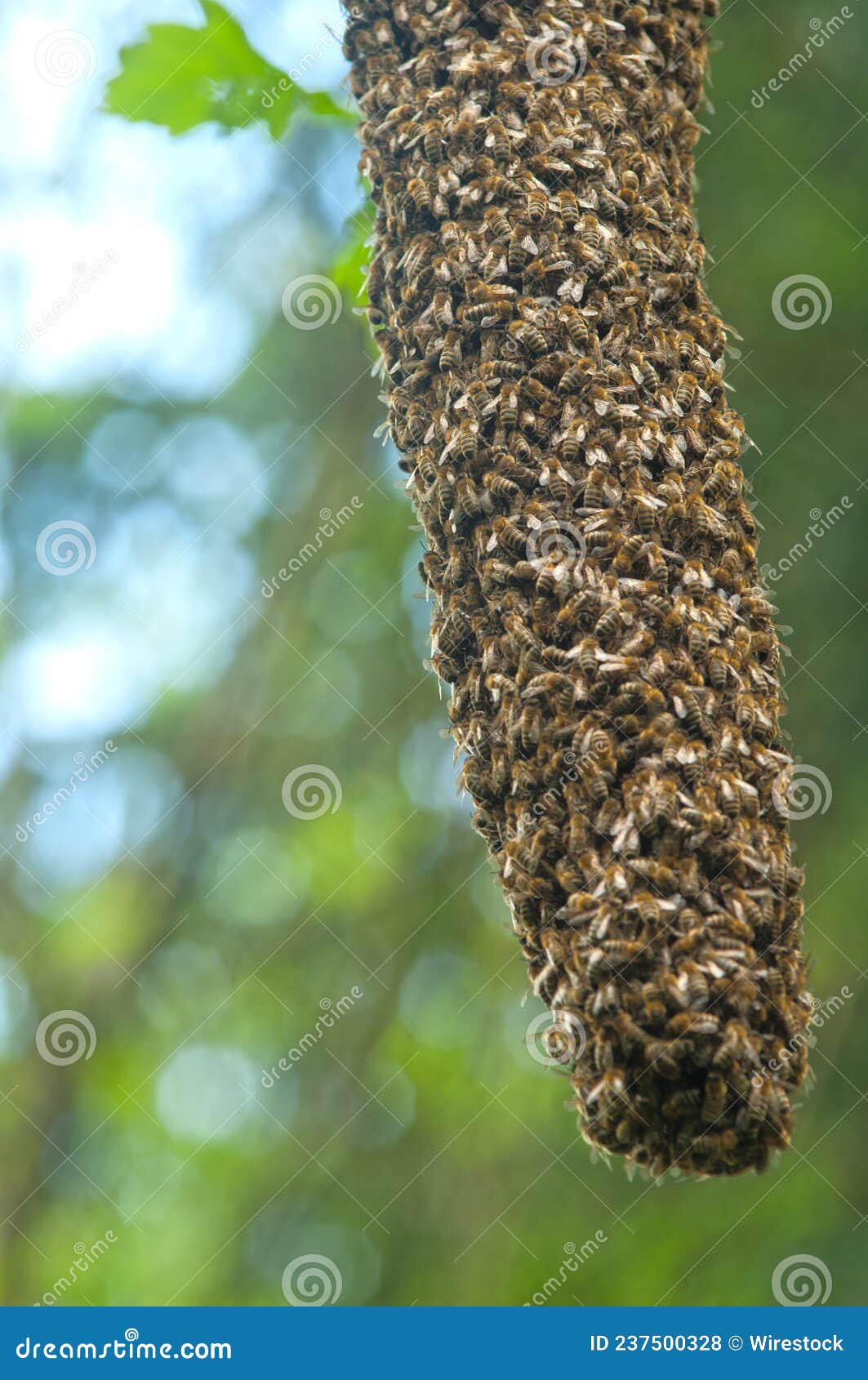 Cluster of Wild Bees in the Forest Stock Photo - Image of cluster, bees ...
