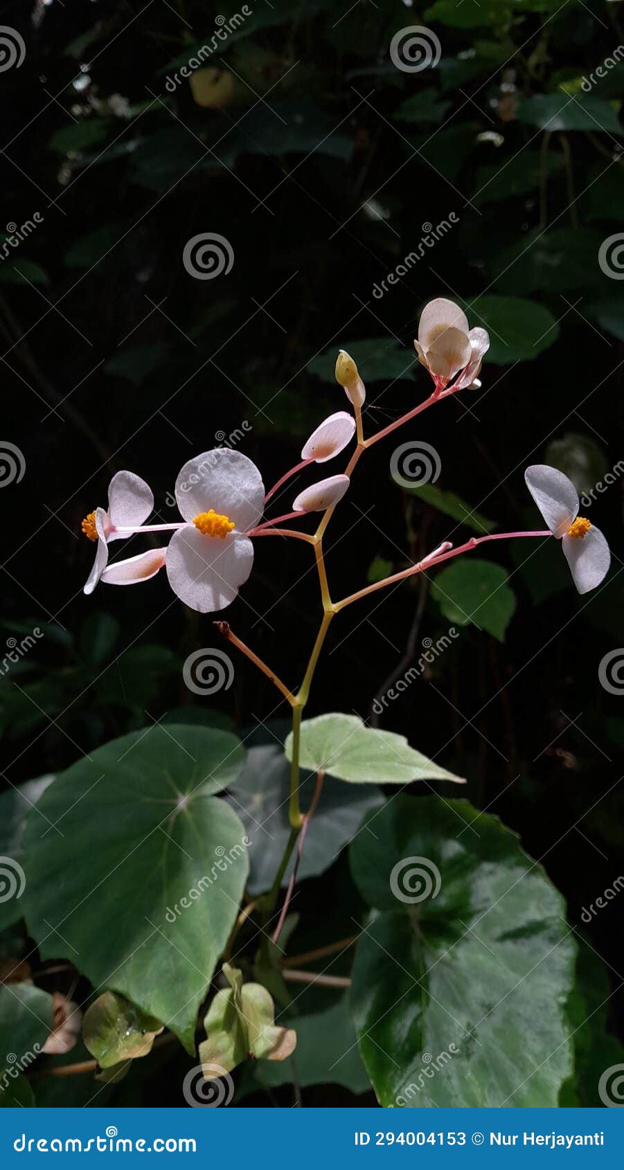 Wild Begonia from Sulawesi stock image. Image of sulawesi - 294004153