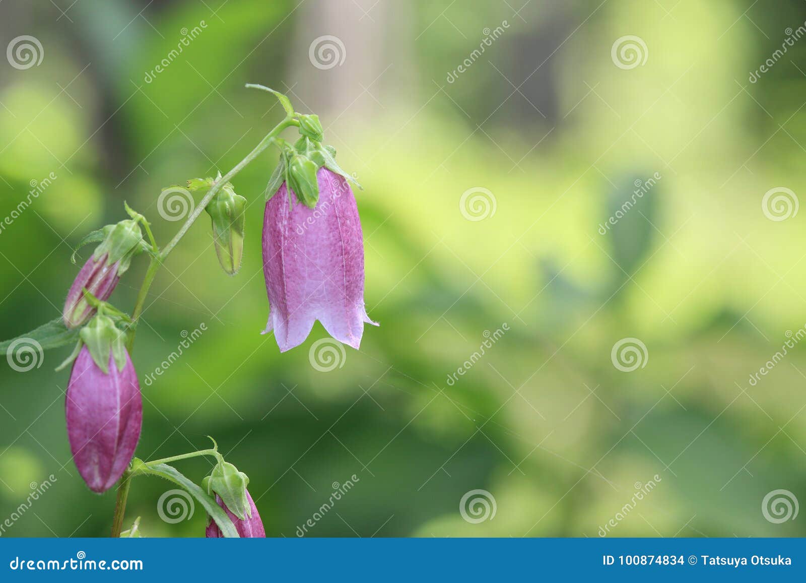 Wild Bellflower stock photo. Image of flower, copy, space - 100874834
